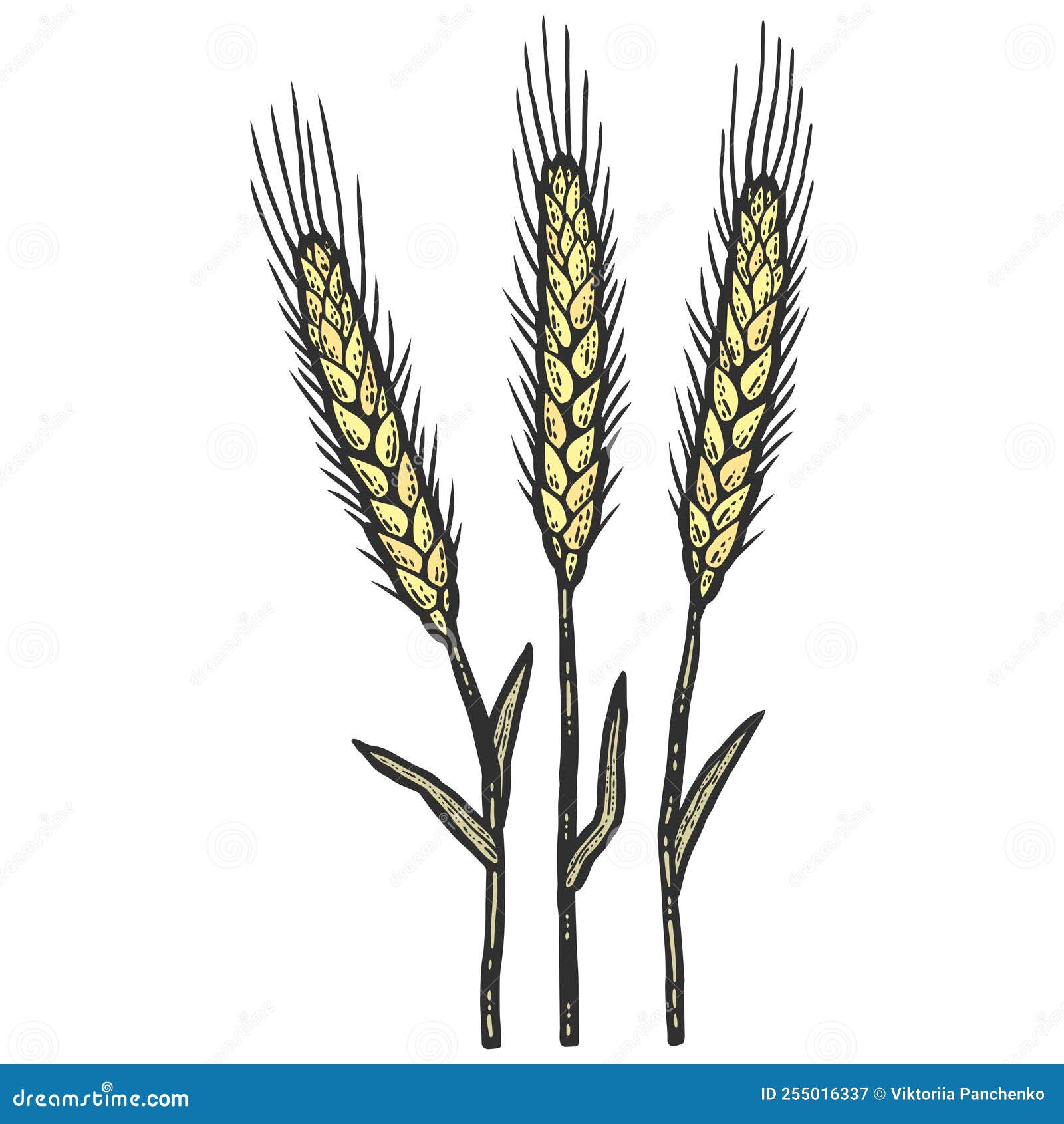 Three Wheat Spikelets. Sketch Scratch Board Imitation Color Stock ...