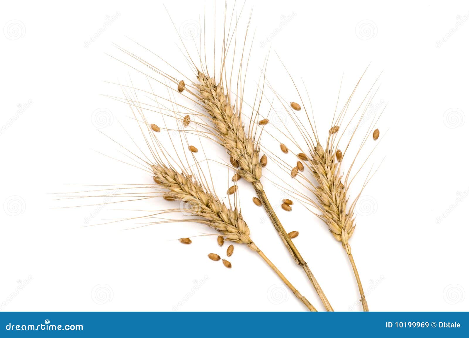 Three Wheat Spikes with Seeds Stock Image - Image of grain, corn: 10199969