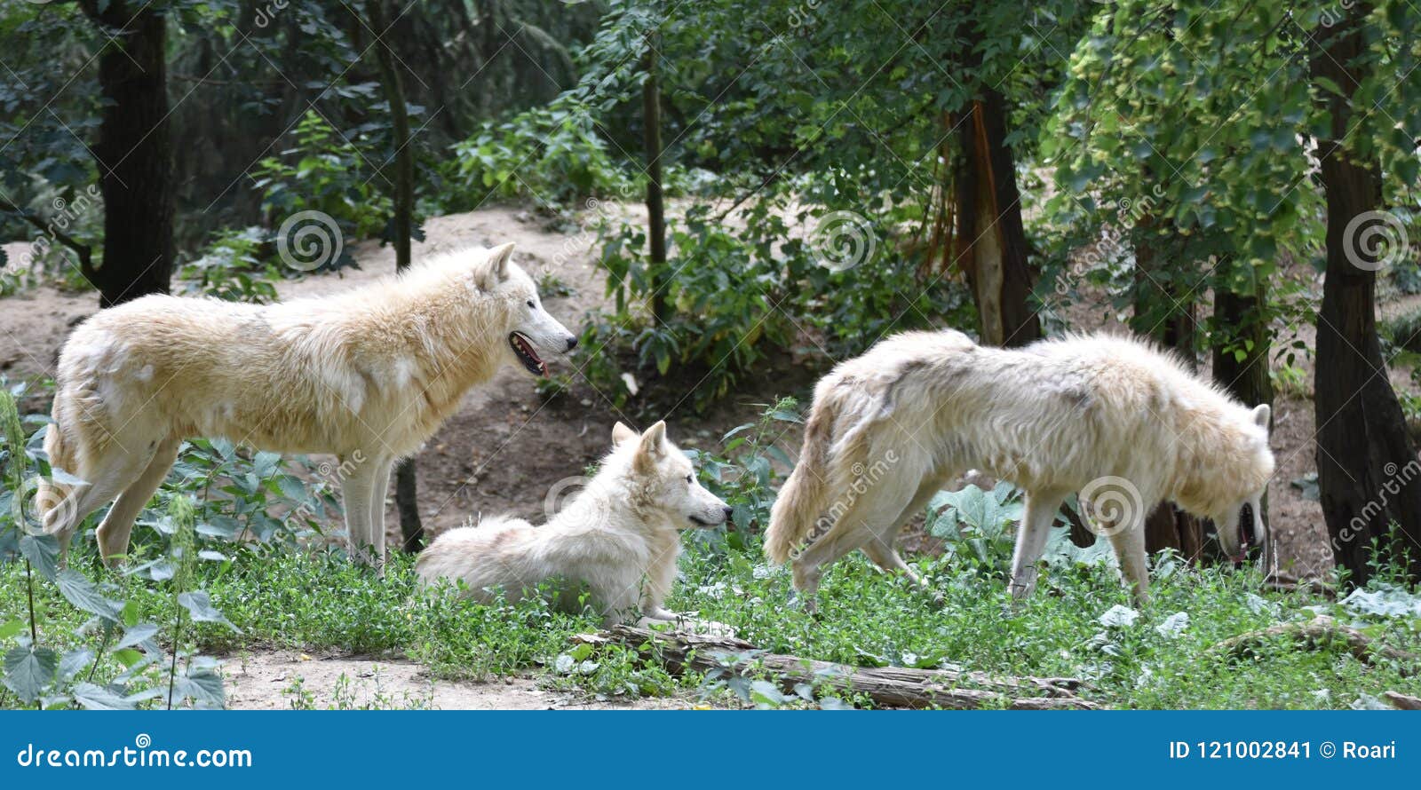 Three White Arctic Wolves in the Forest Stock Image - Image of nature ...