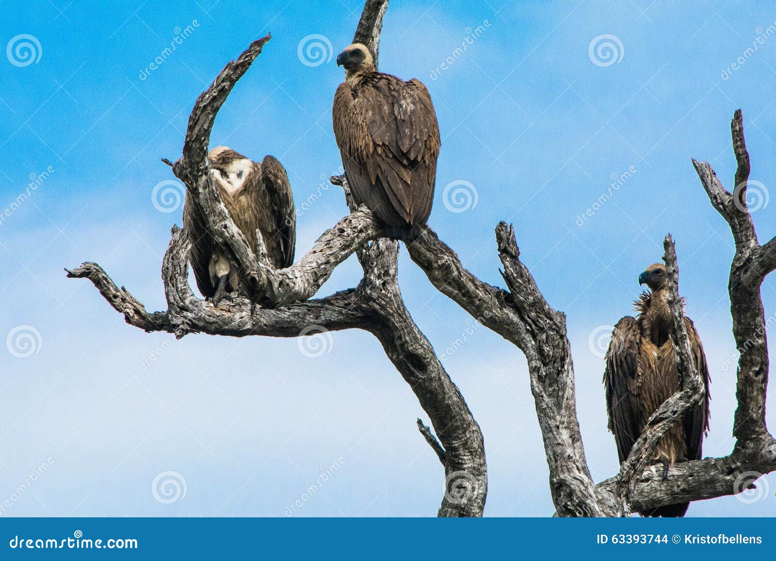 Three White-backed Vultures in a Tree Stock Photo - Image of tree, park ...