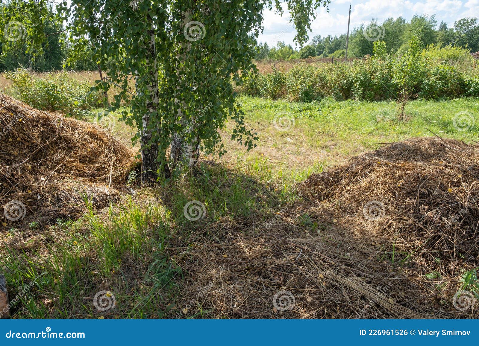 Three White Birch Trunks and Two Piles of Hay Stock Photo - Image of ...