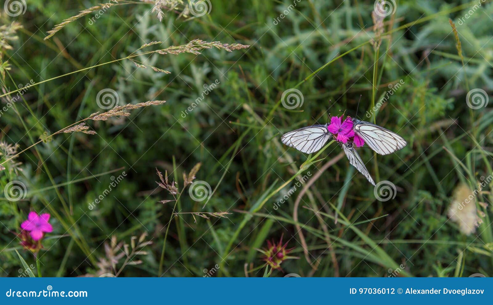 Three White Butterflies on Purple Carnation Closeup Stock Photo - Image ...