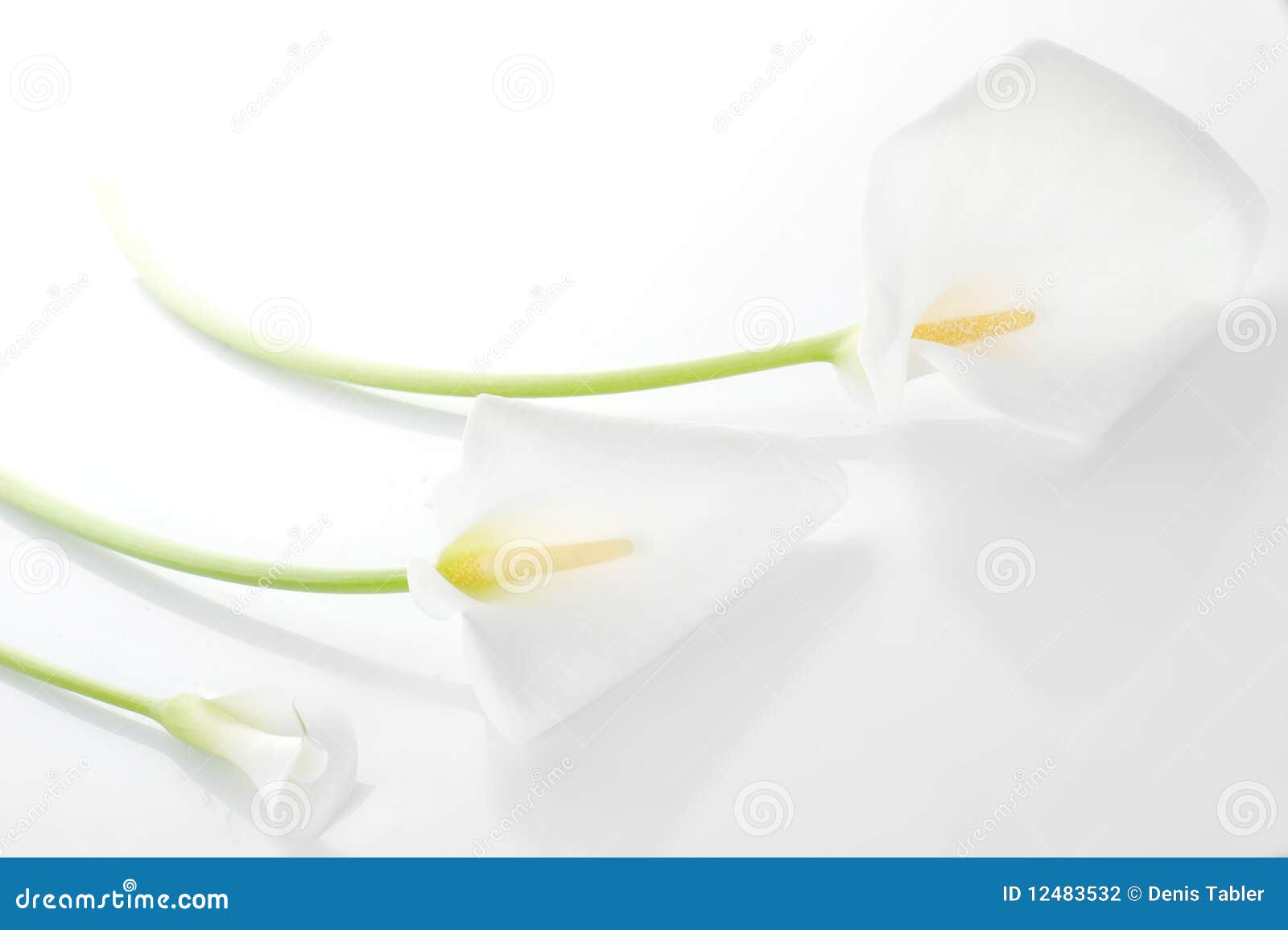 Three white calla lilies stock photo. Image of white - 12483532