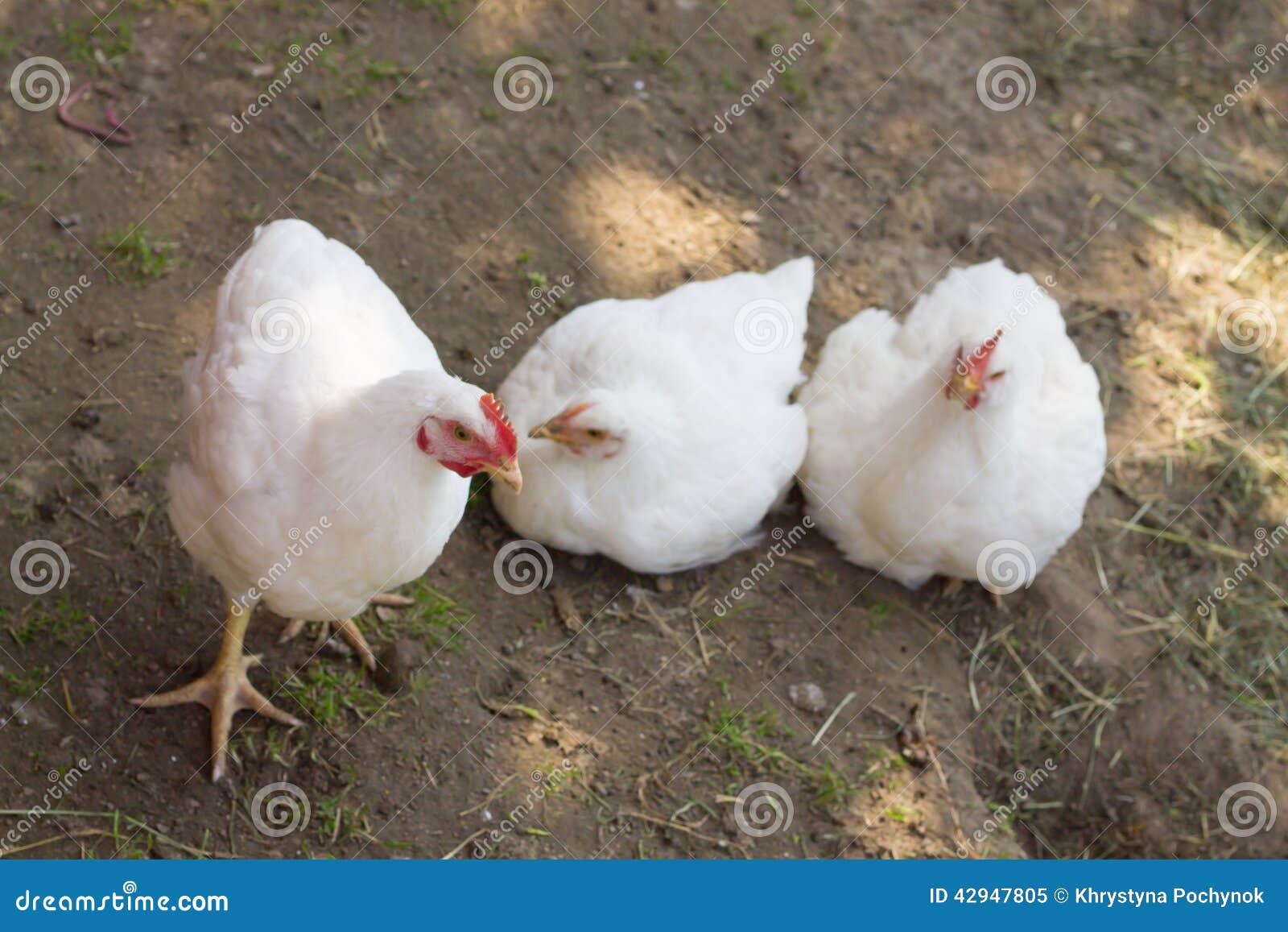 Three white chicken hens stock image. Image of life, green - 42947805