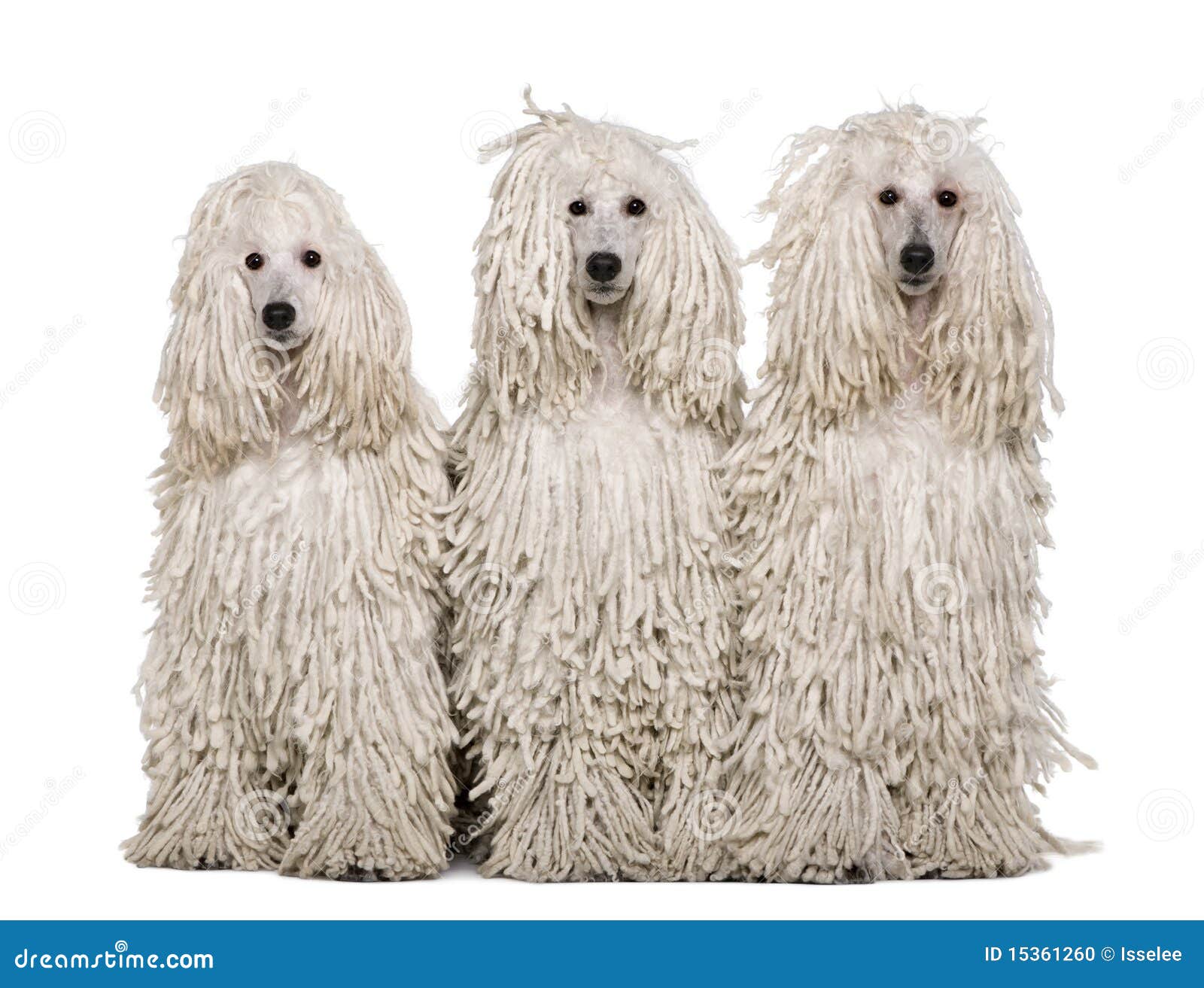 Three White Corded Standard Poodles Sitting Stock Photo - Image of ...