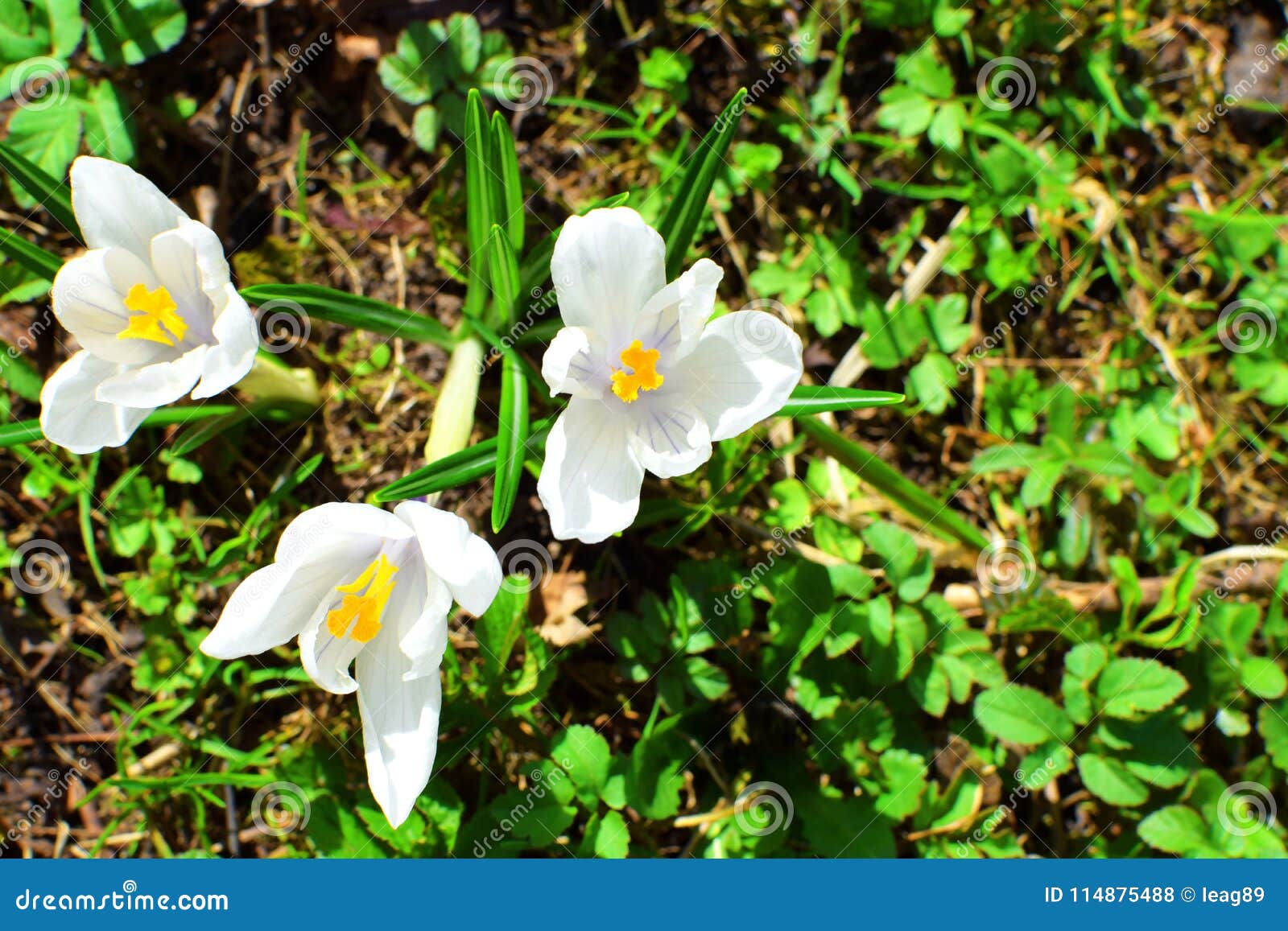 Three white crocuses stock photo. Image of botany, garden - 114875488