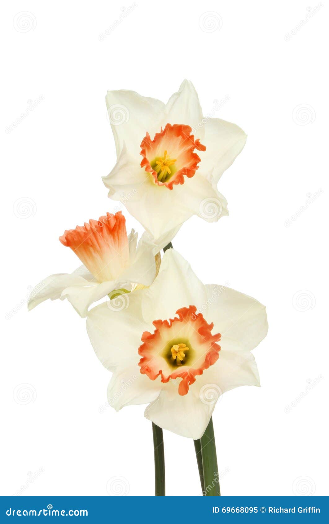 Three white daffodils stock image. Image of center, daffodil - 69668095