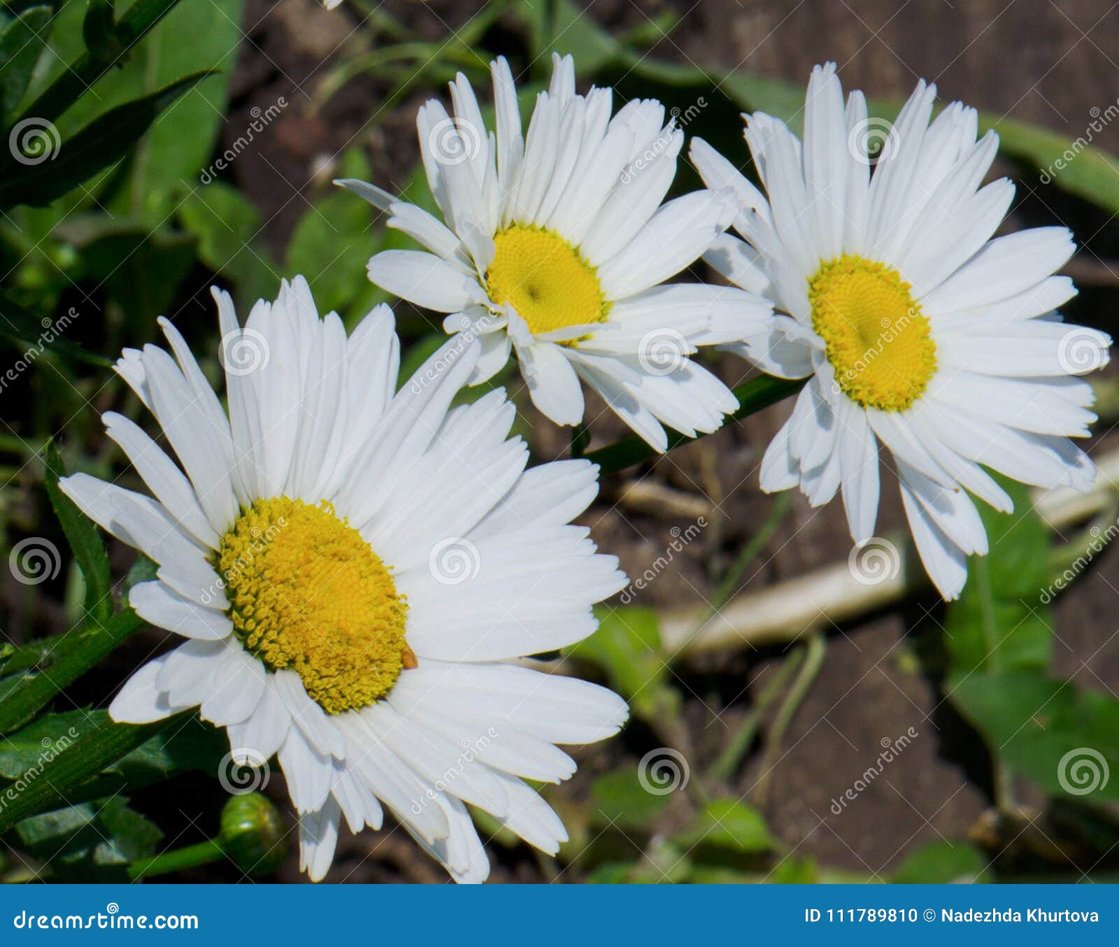 Three white daisies stock photo. Image of flora, petal - 111789810
