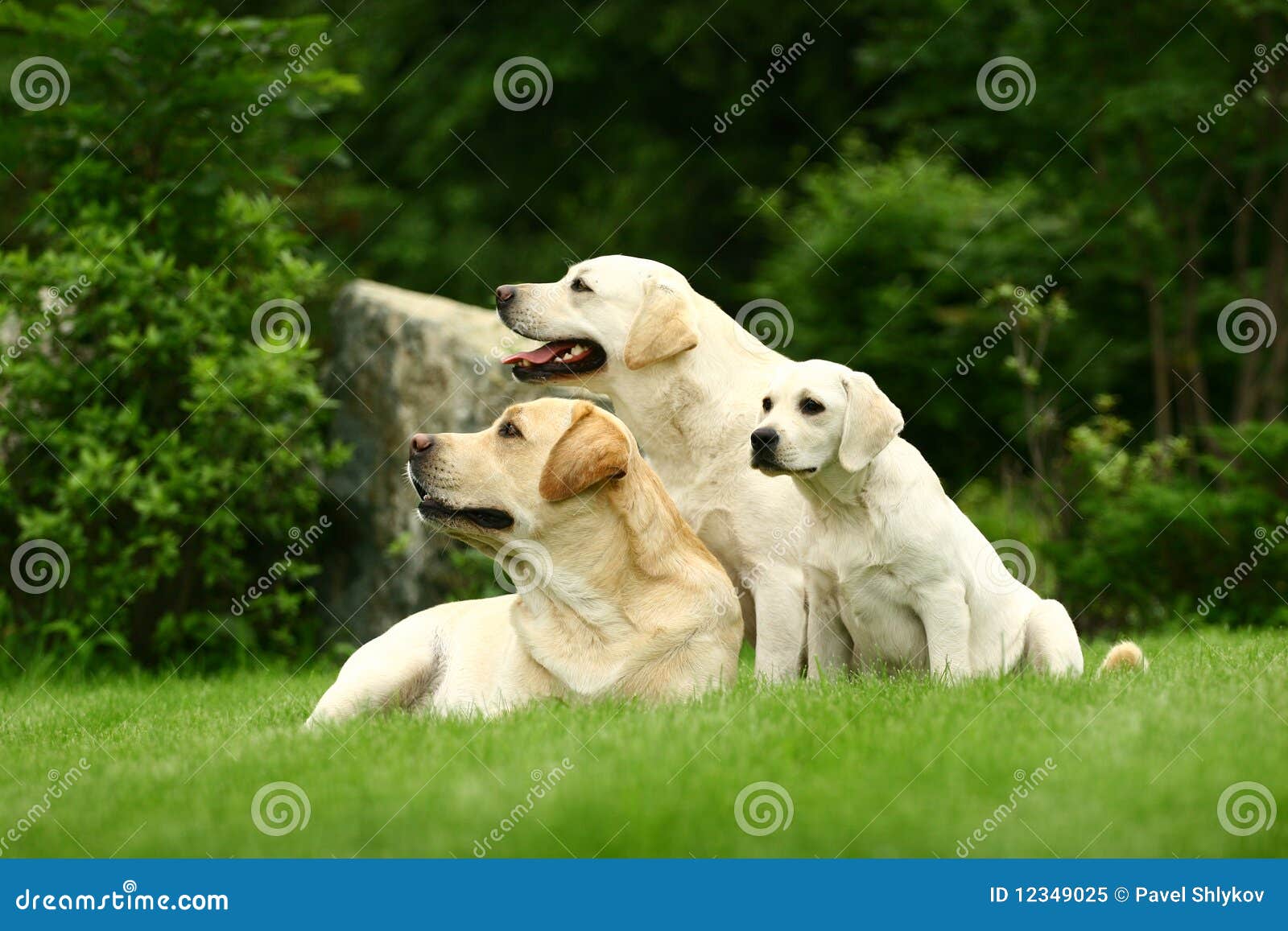 Three white dogs stock image. Image of english, obedience - 12349025