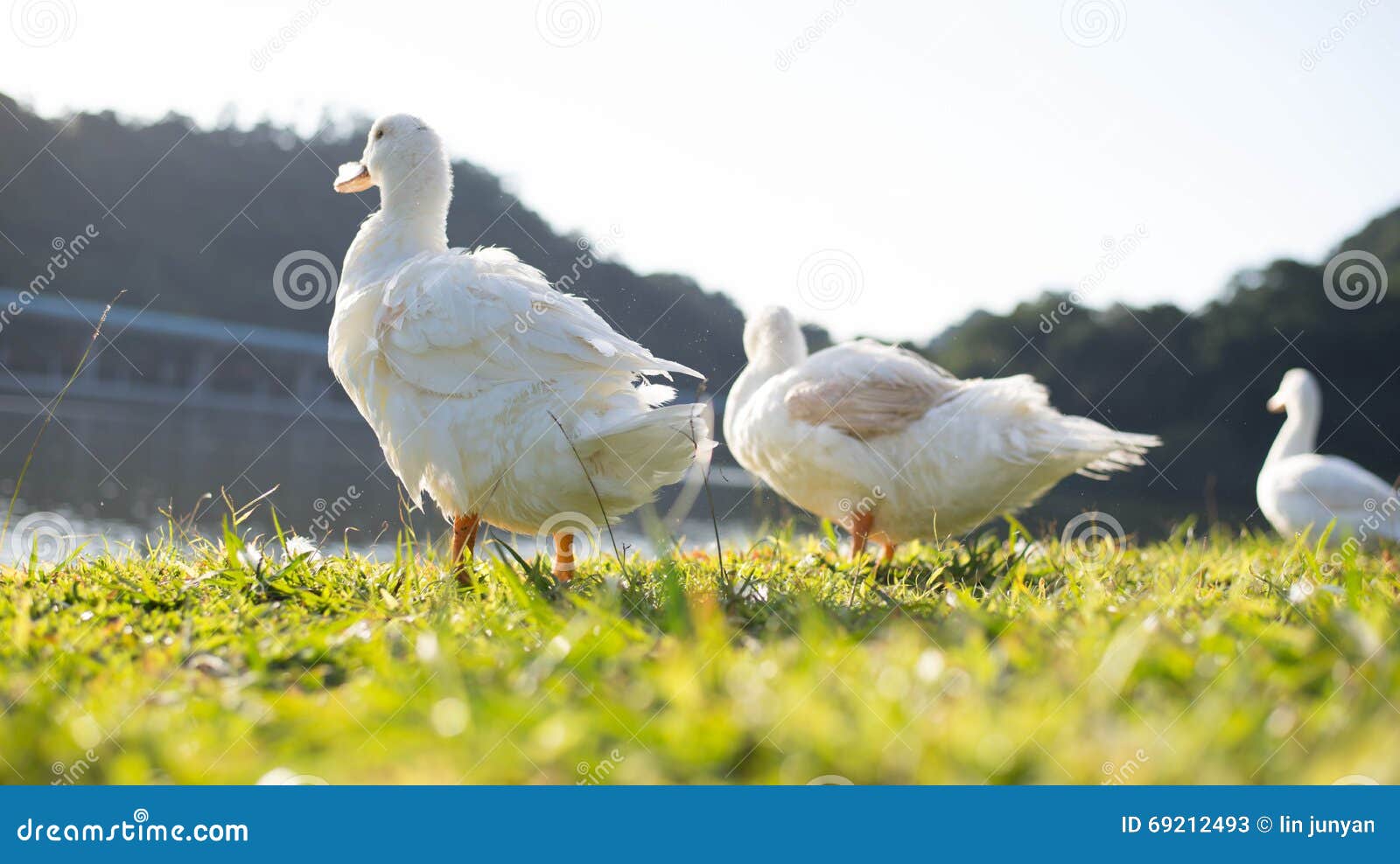 Three White Ducks Cleaning Feathers Stock Image - Image of taipei ...