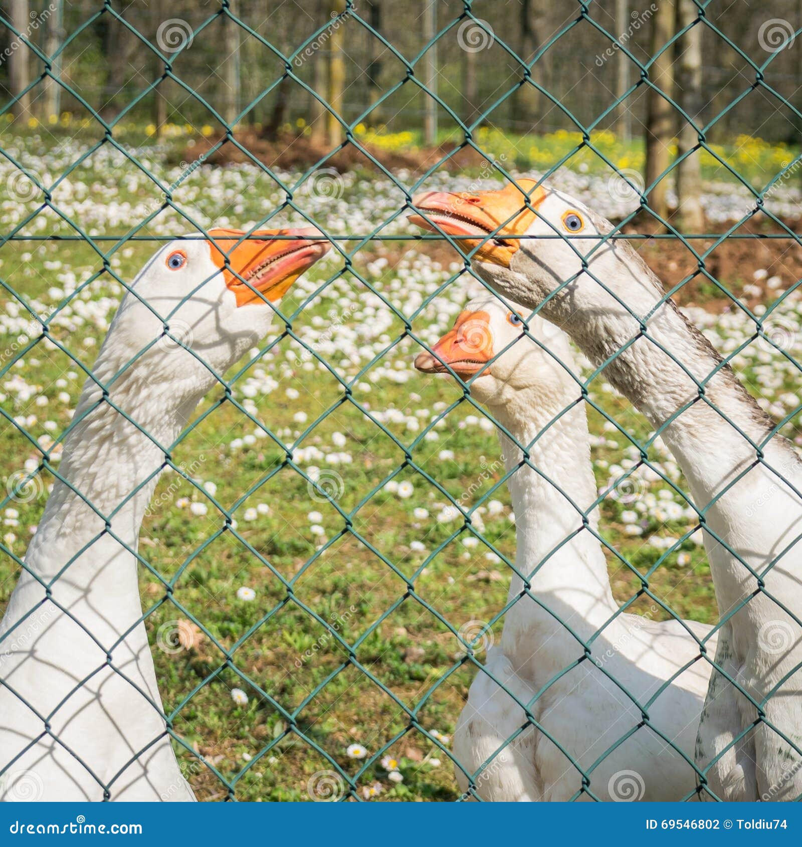 Three White Geese Behind a Metal Fence. Stock Photo - Image of metal ...