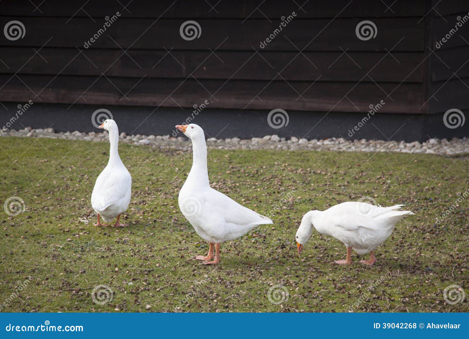 Three White Geese in Front of Brown Barn Stock Photo - Image of closeup ...