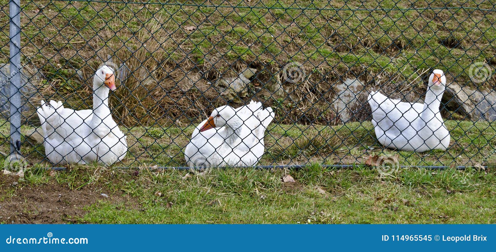 Three white geese lying stock image. Image of farm, white - 114965545