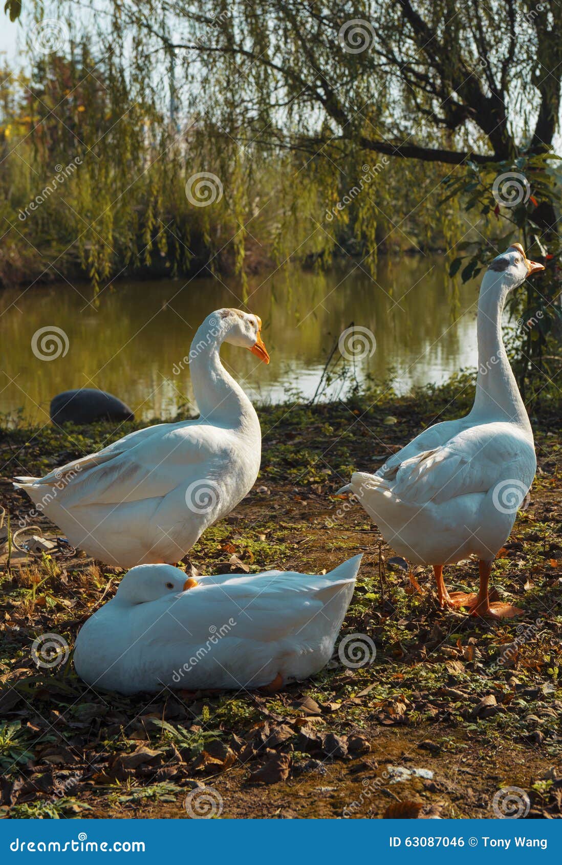 Three White Geese on the Shore in the Sun. Stock Photo - Image of ...