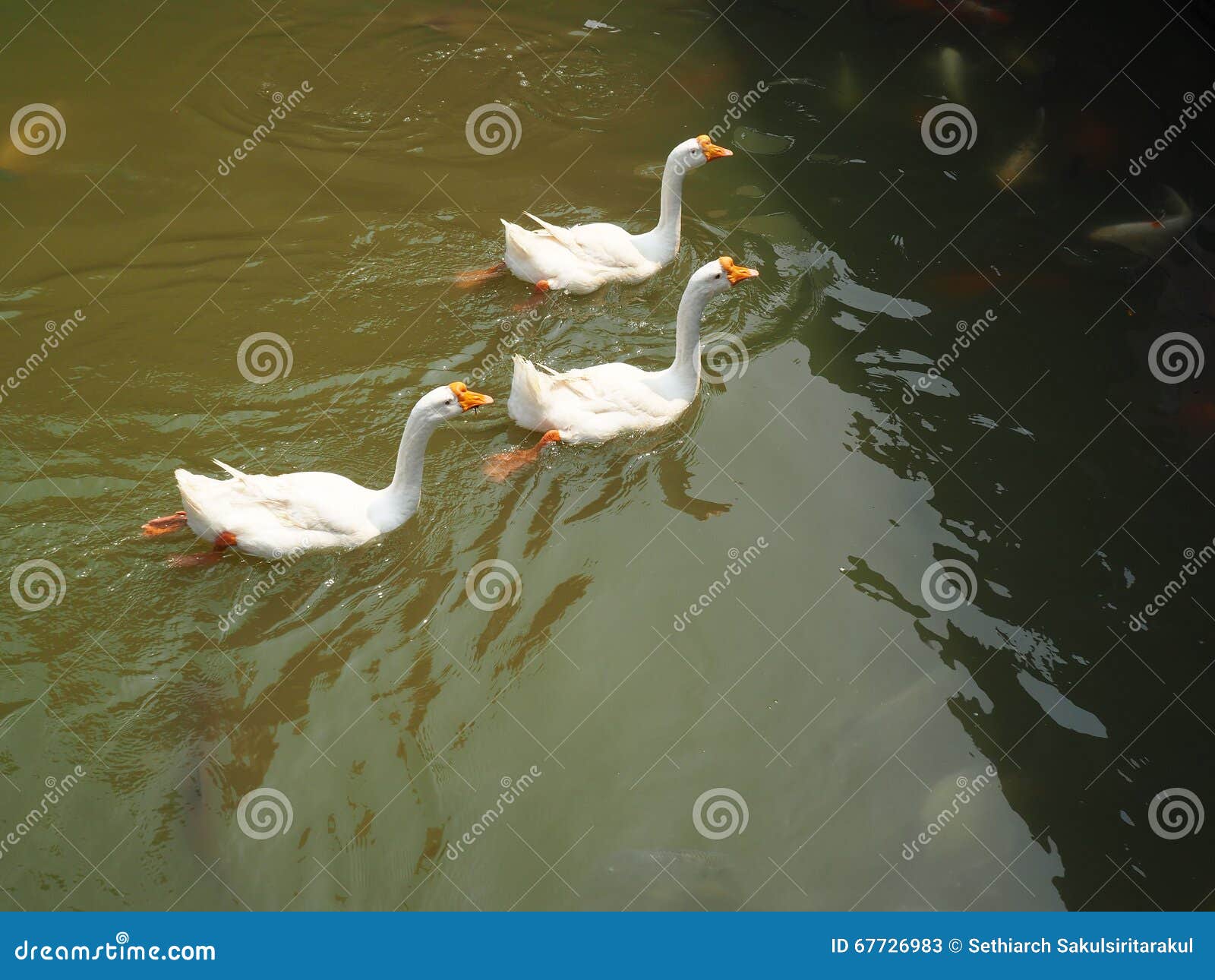 Three white geese swimming stock image. Image of goose - 67726983