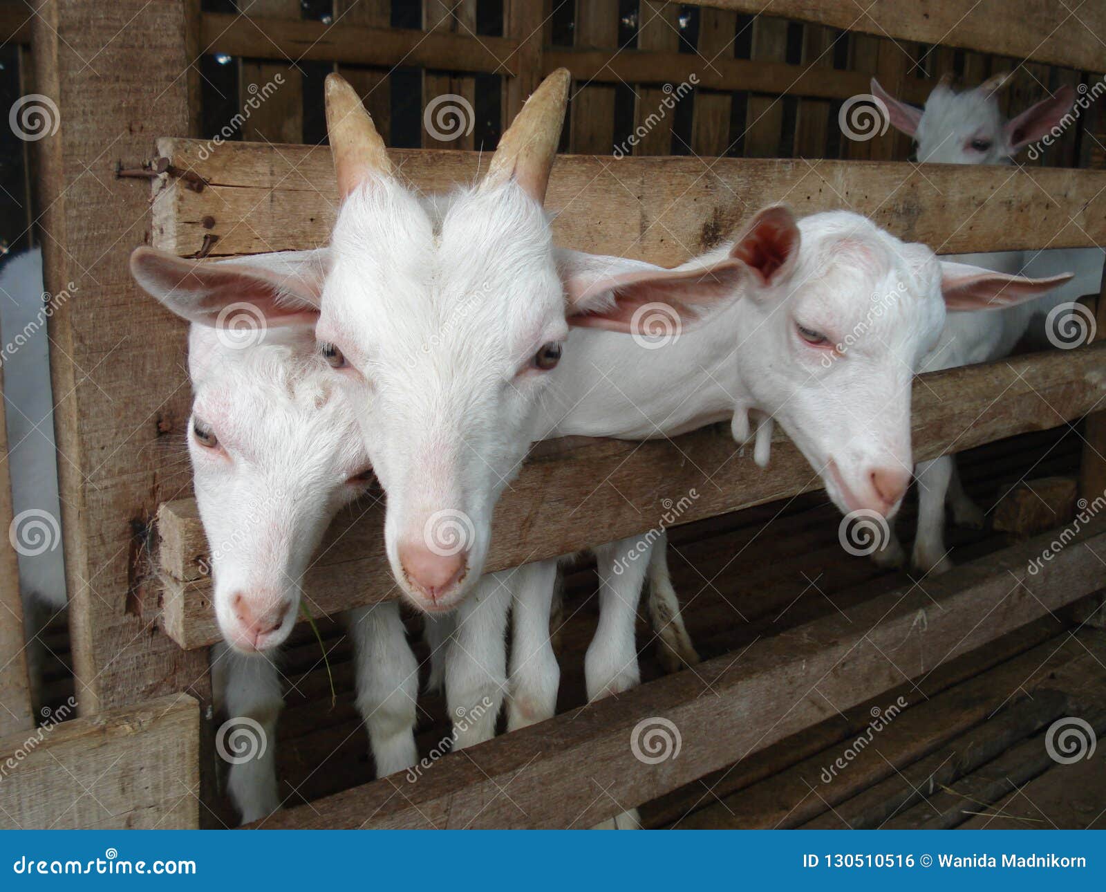Goat head stock photo. Image of goat, head, goats, three - 130510516