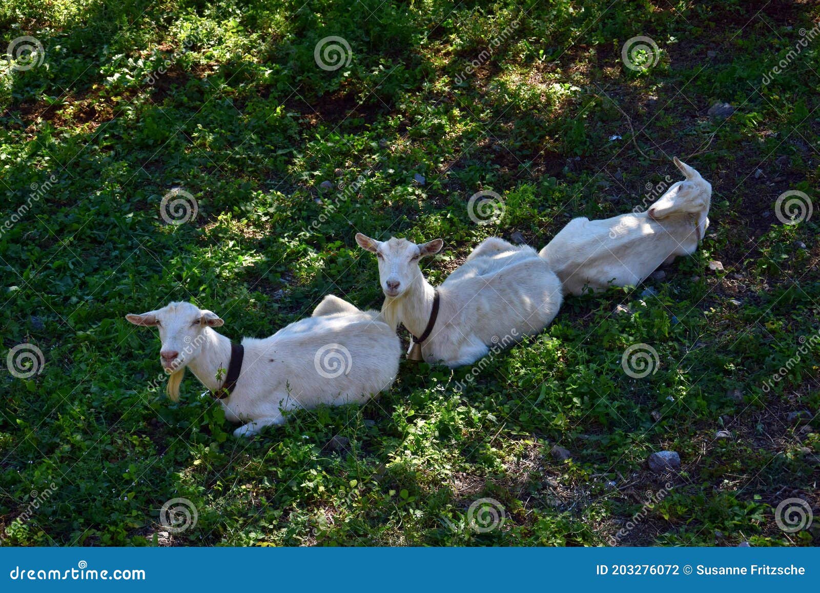 Three White Goats Lying in a Row Stock Photo - Image of grass, copy ...