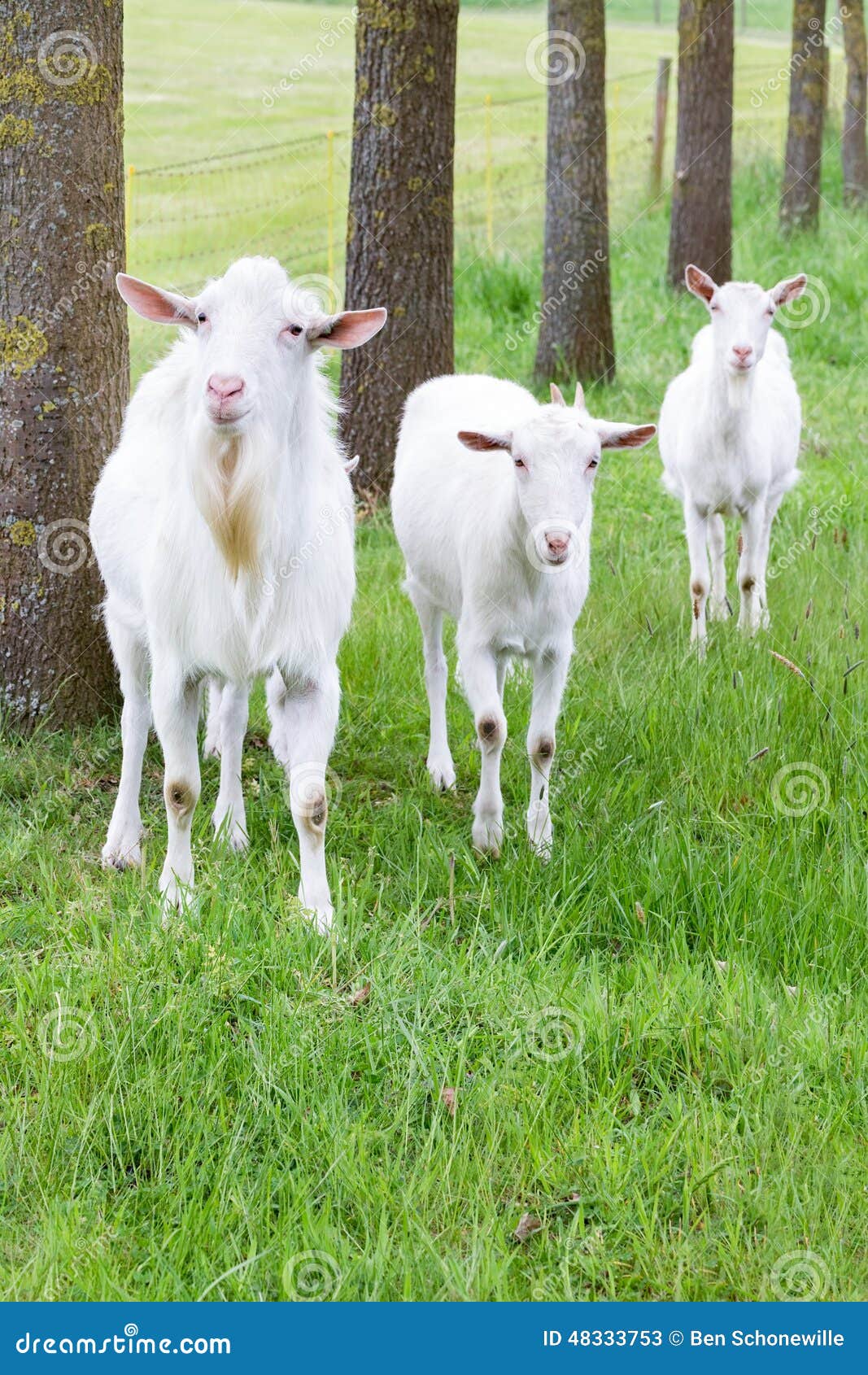 Three White Goats Standing on Grass with Tree Trunks Stock Image ...