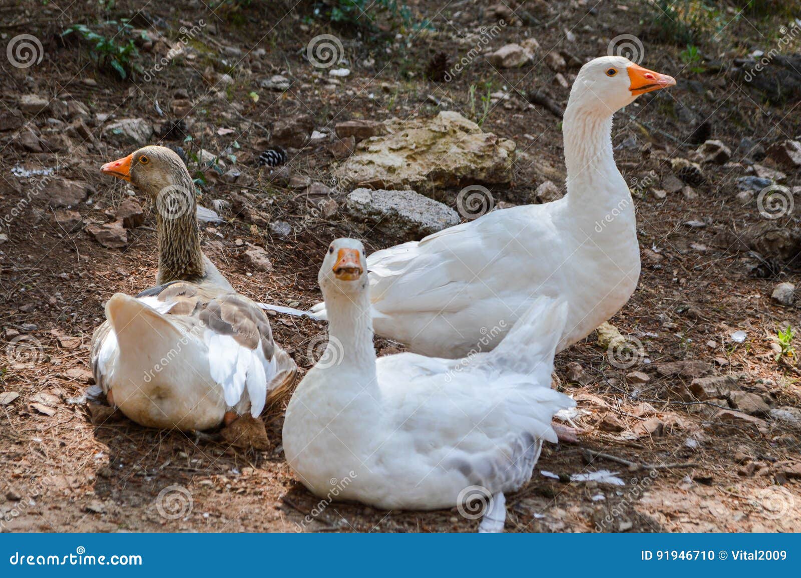 Three white gooses stock photo. Image of neck, beak, wildlife - 91946710