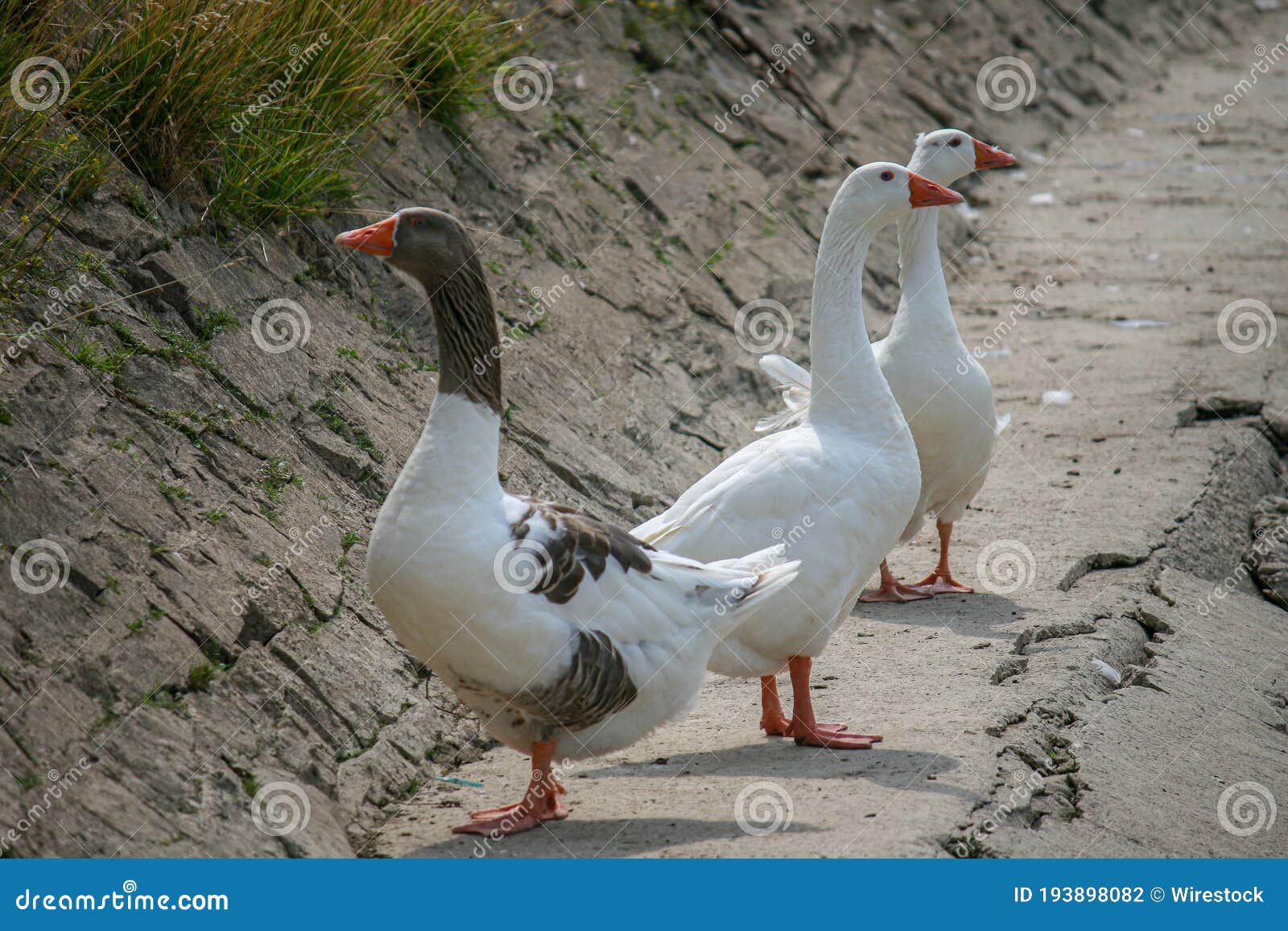 Three White and Gray Geese Standing Together Stock Photo - Image of ...