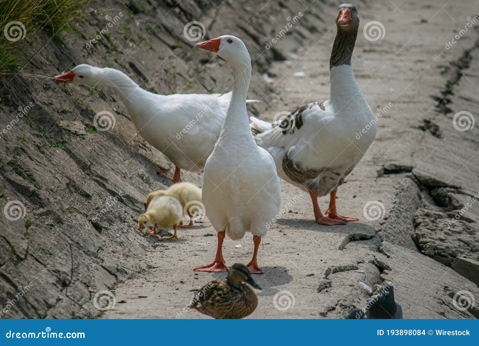 Three White and Gray Geese Standing Together Stock Photo - Image of ...