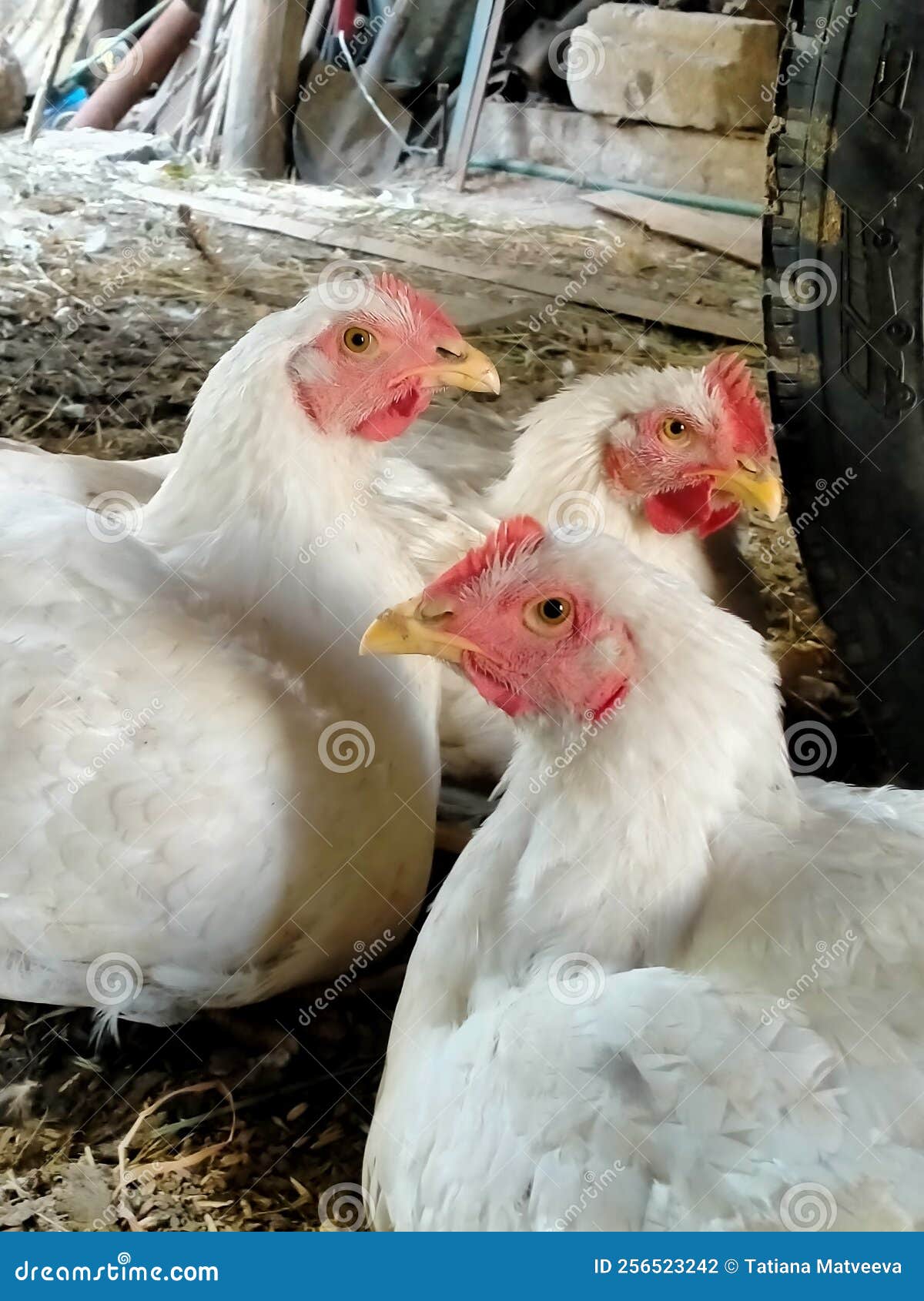 Three white hens stock photo. Image of white, goose - 256523242