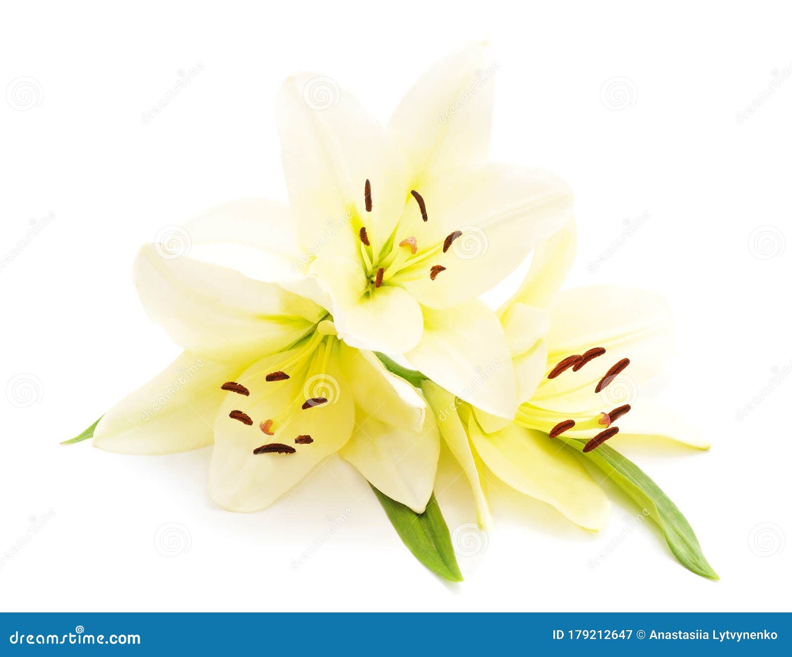 Three white lilies stock image. Image of macro, nature - 179212647