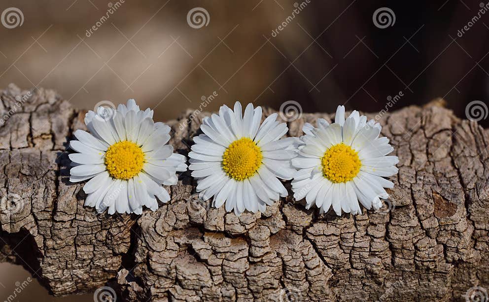 Three White Little Daisies are Decoratively Strung on a Tree Bark in ...
