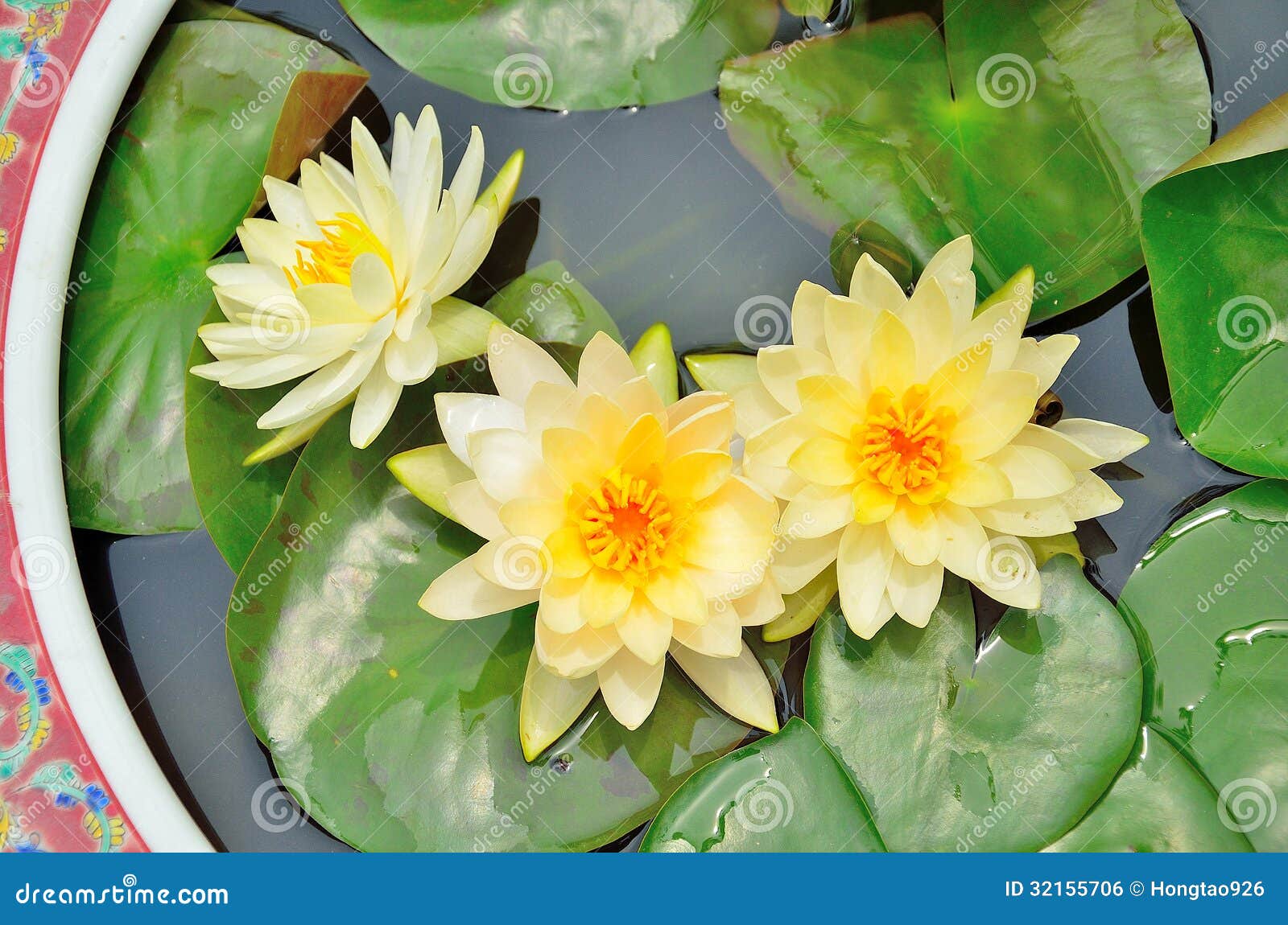 Three white lotus stock photo. Image of crown, asia, garden - 32155706