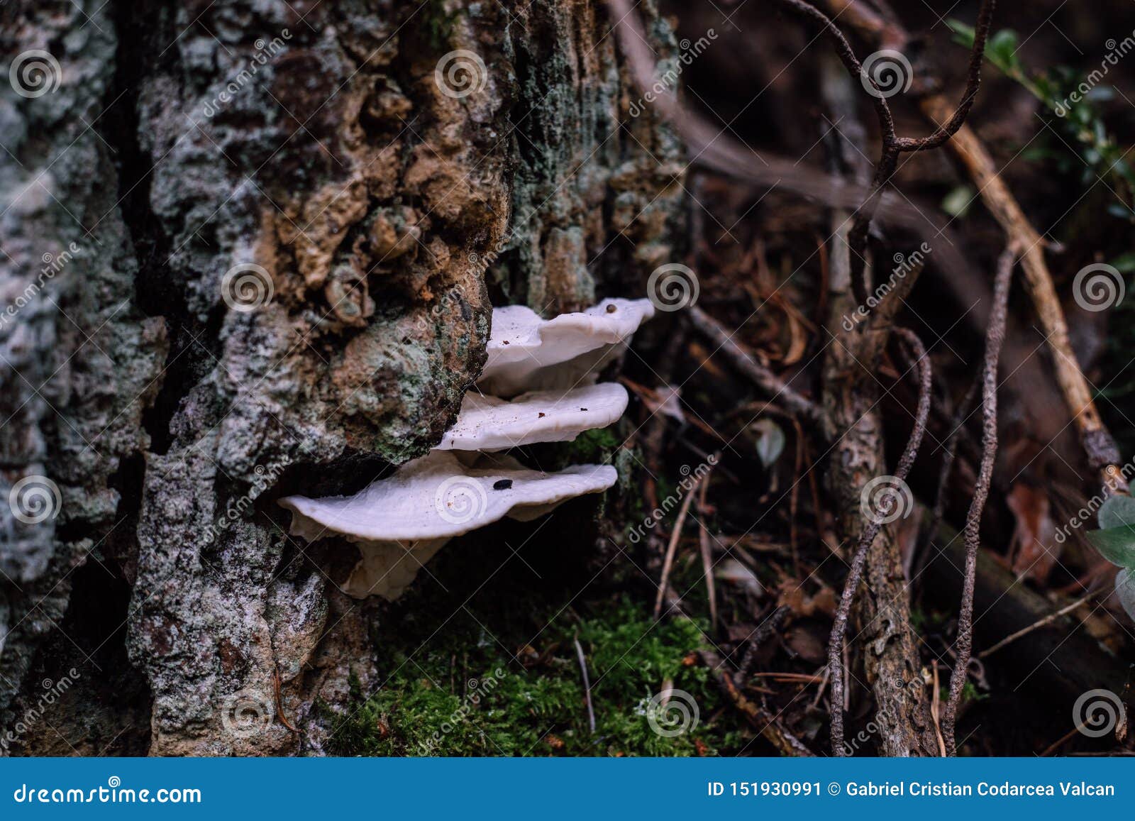 Three White Mushrooms on a Tree Trunk Stock Image - Image of forest ...