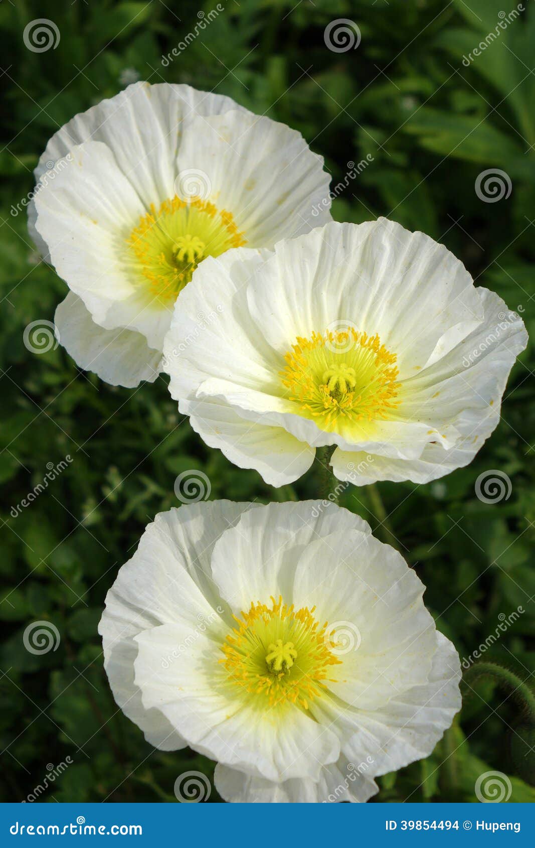 Three white Poppy flowers stock photo. Image of decoration - 39854494