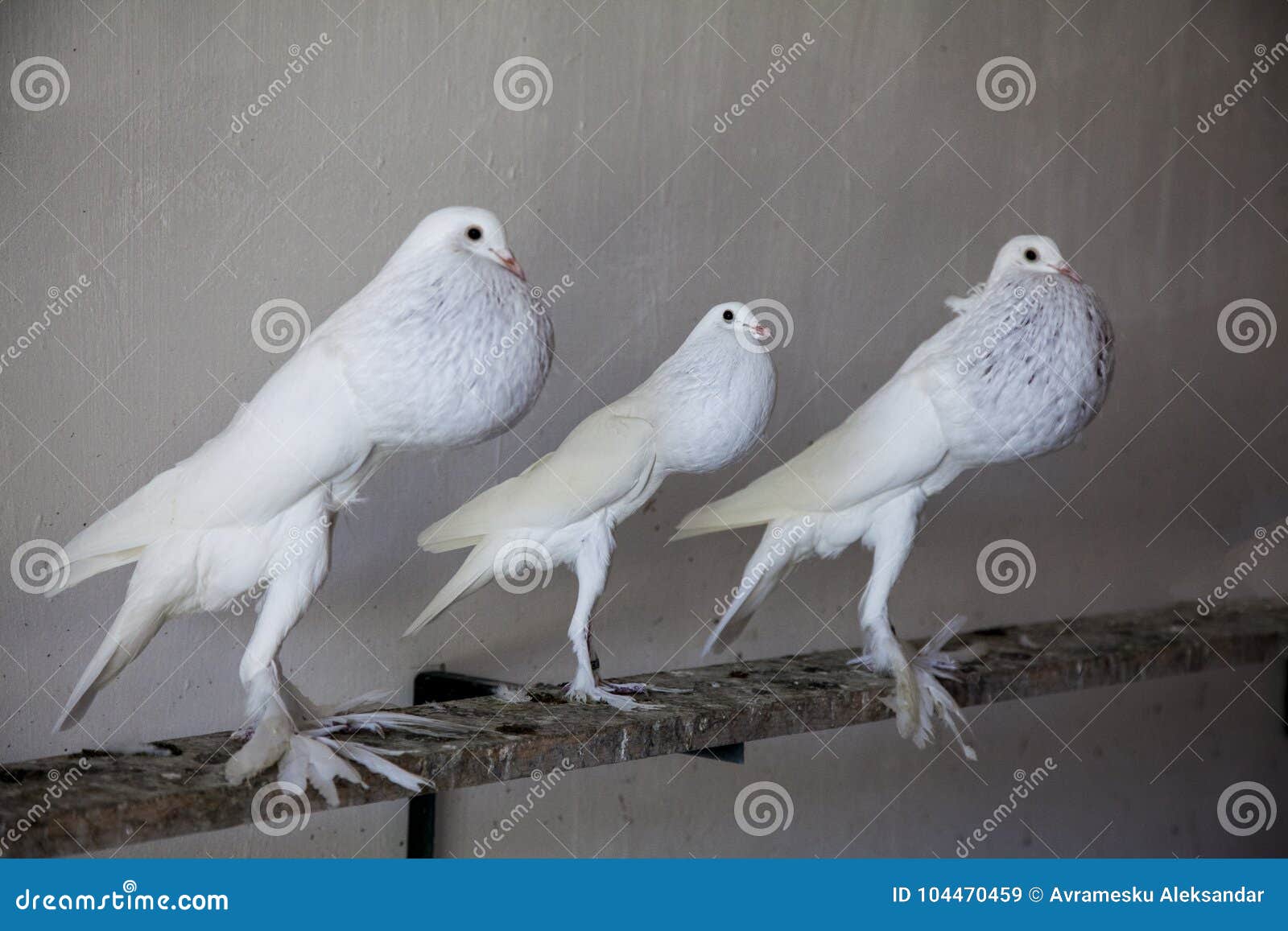 Three White Pouter Pigeon in Dovecot Stock Image - Image of homing ...