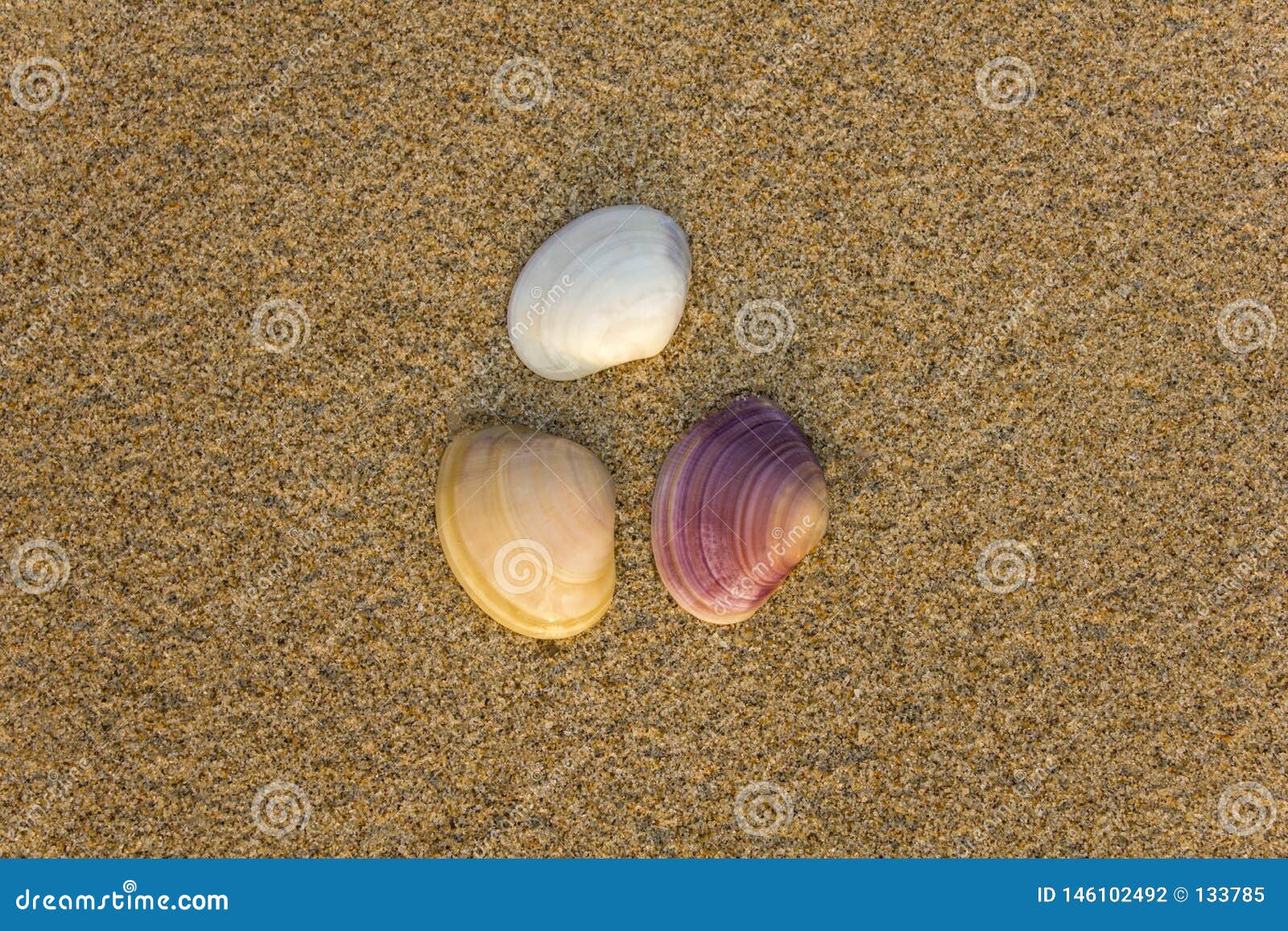 Yellow Shells Stock Photo | CartoonDealer.com #68049240