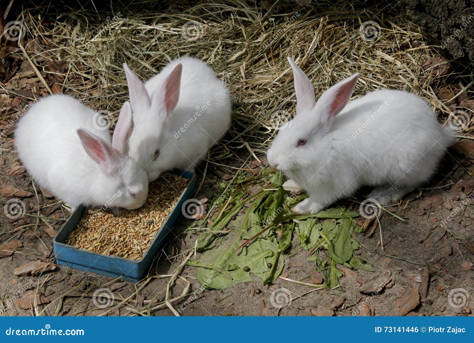Three white rabbits stock photo. Image of three, rabbit - 73141446