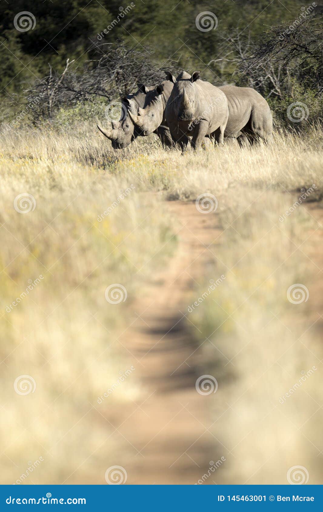 Three White Rhino`s in the Wild. Stock Image - Image of damaraland ...