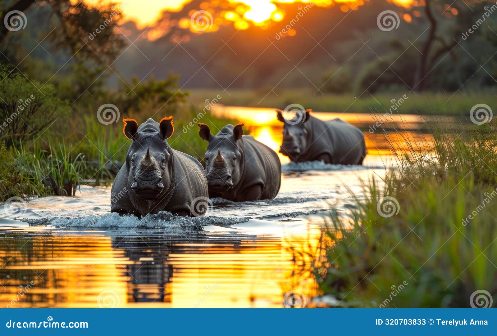 Three White Rhino are Walking through the Water in the Sunset. Stock ...