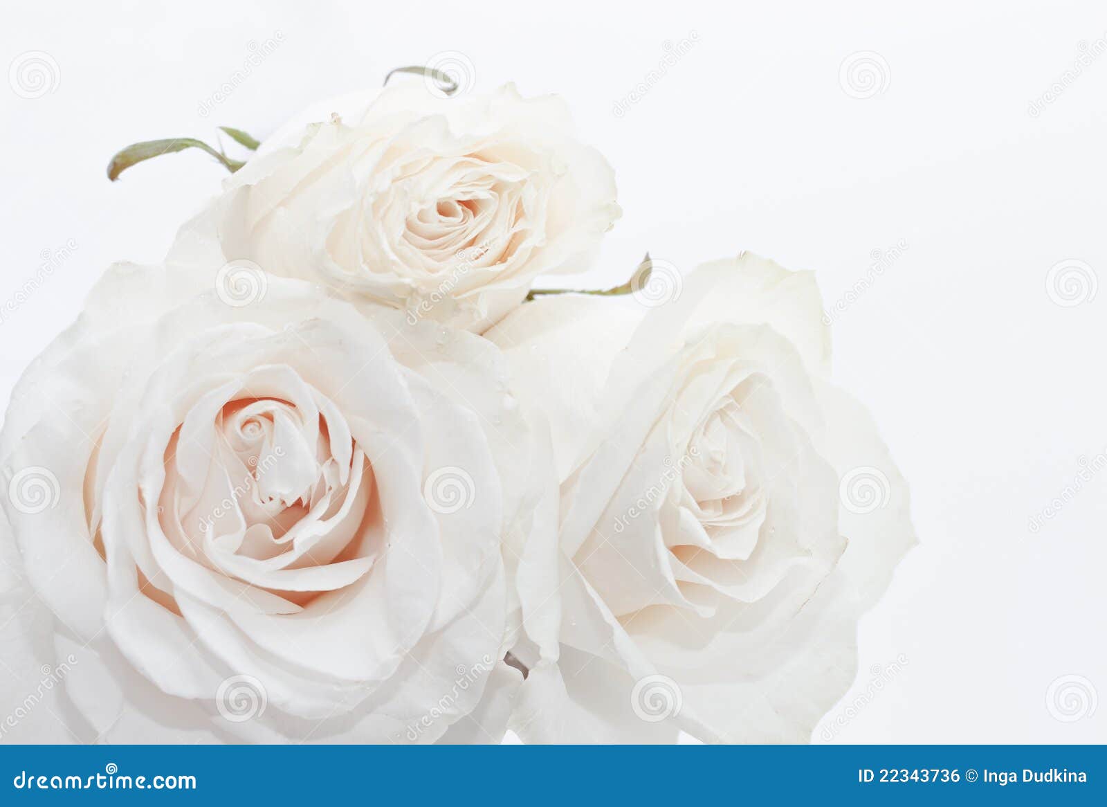 Three white roses stock photo. Image of flower, tenderness - 22343736