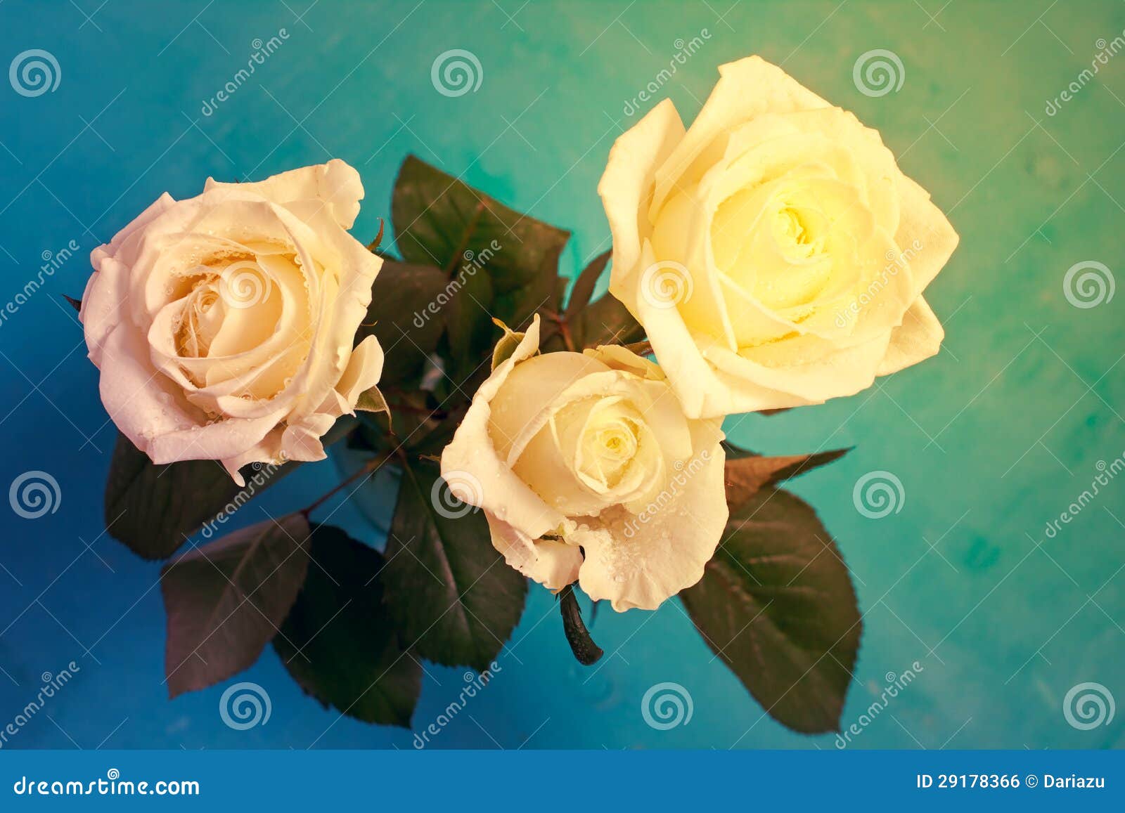 Three white roses stock photo. Image of contrast, message - 29178366