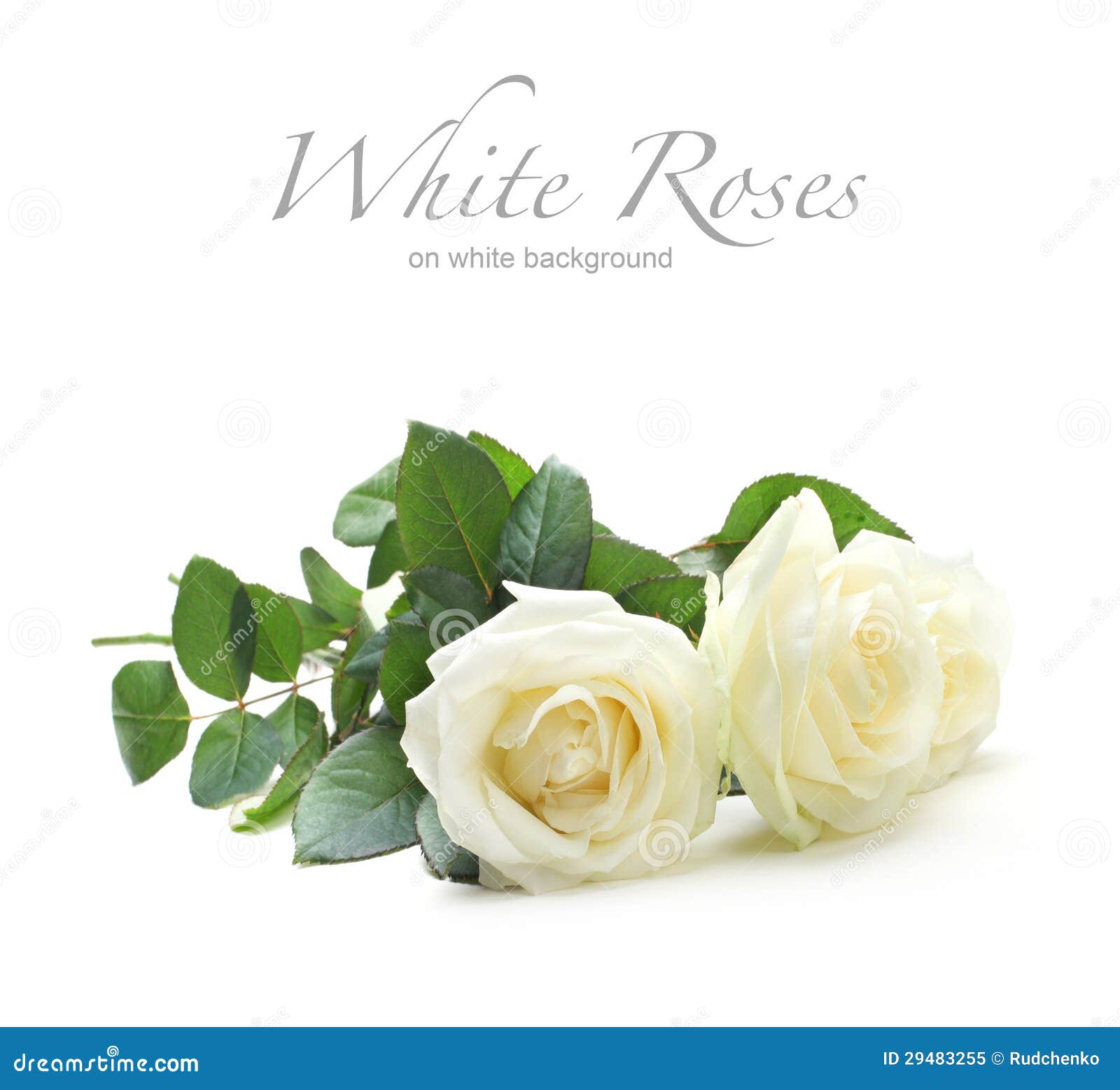 Three white roses stock image. Image of valentine, copy - 29483255