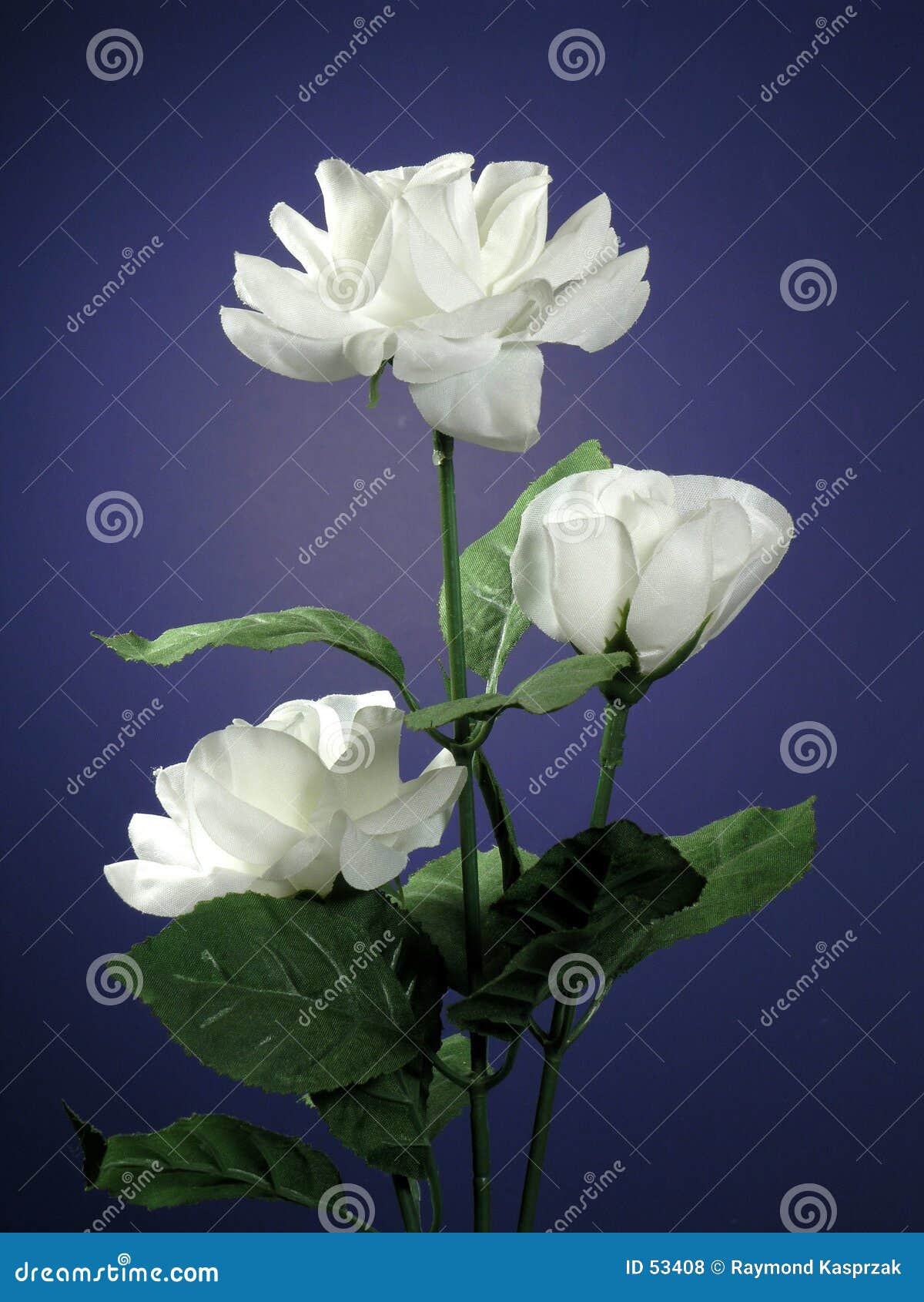 Three White Roses stock photo. Image of natural, light, silk - 53408