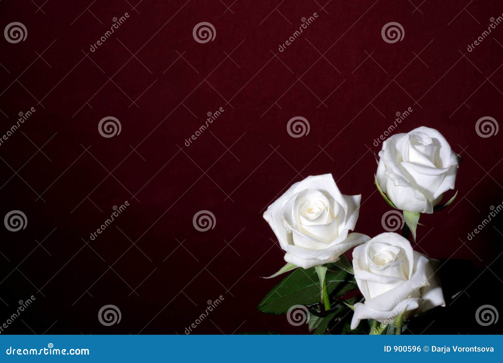 Three white roses stock photo. Image of claret, flowers - 900596