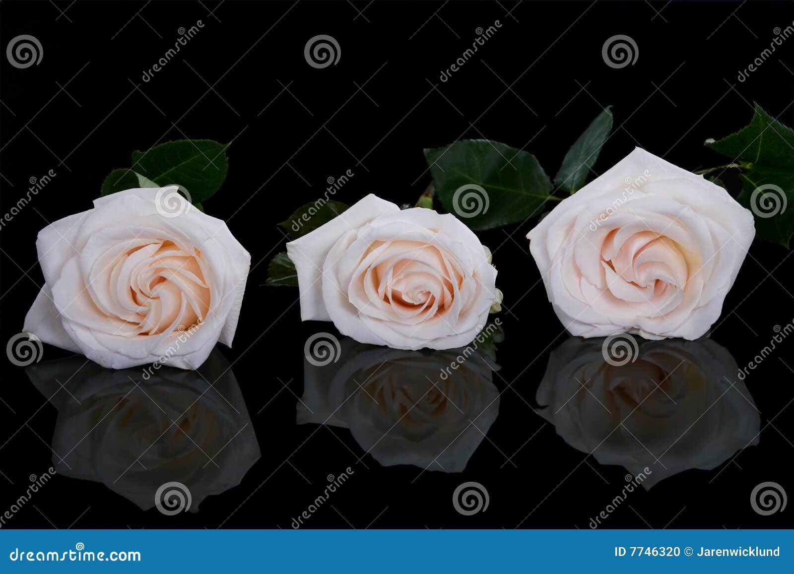 Three white roses on black stock photo. Image of three - 7746320