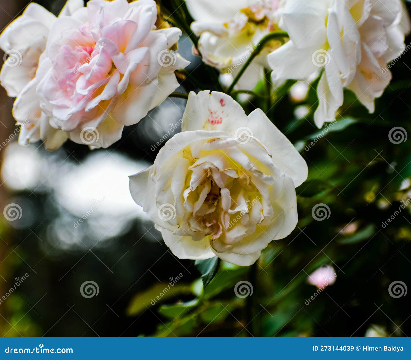 Three white roses stock image. Image of nature, emotion - 273144039