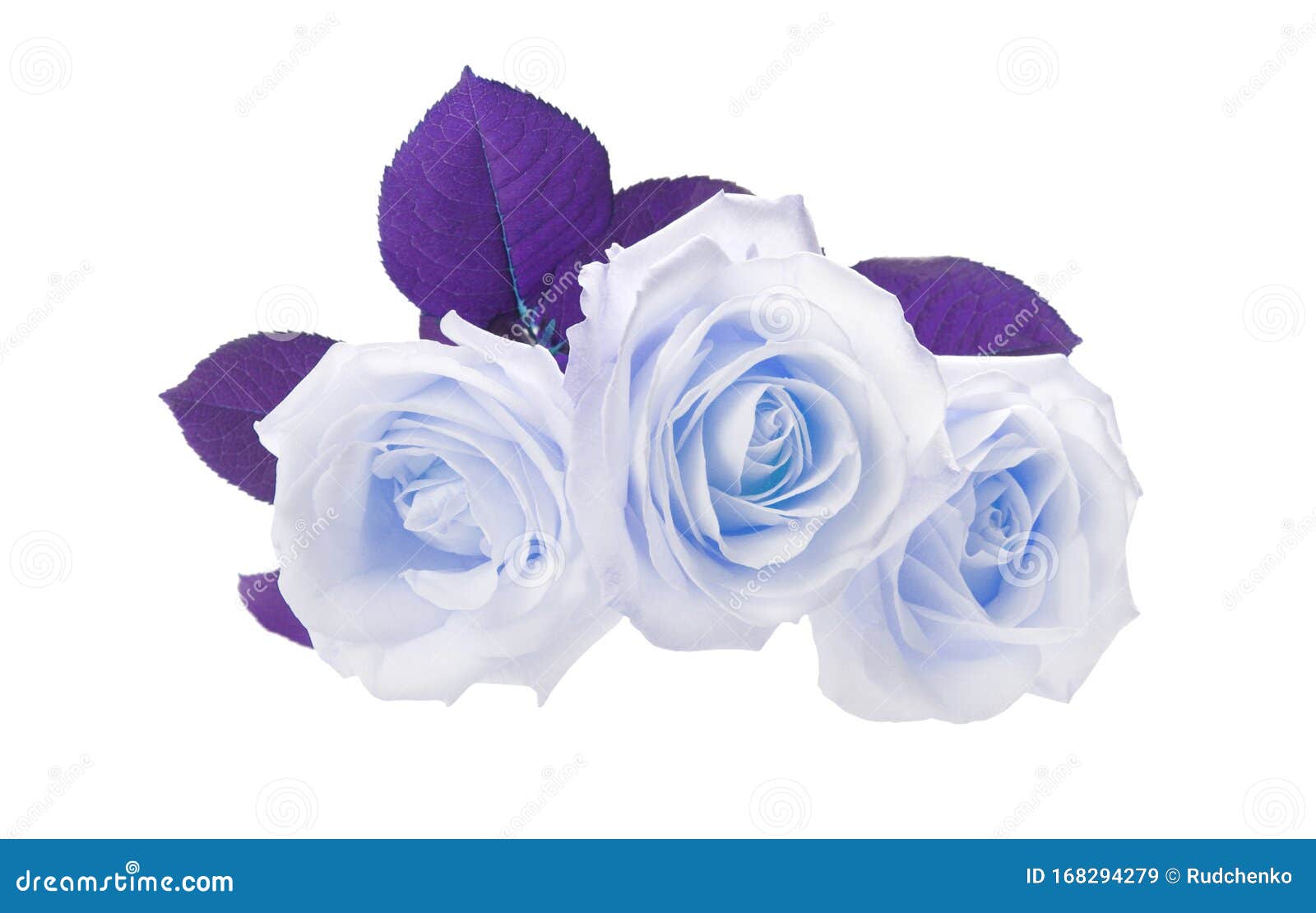 Three White Roses Isolated on White Stock Image - Image of valentine ...