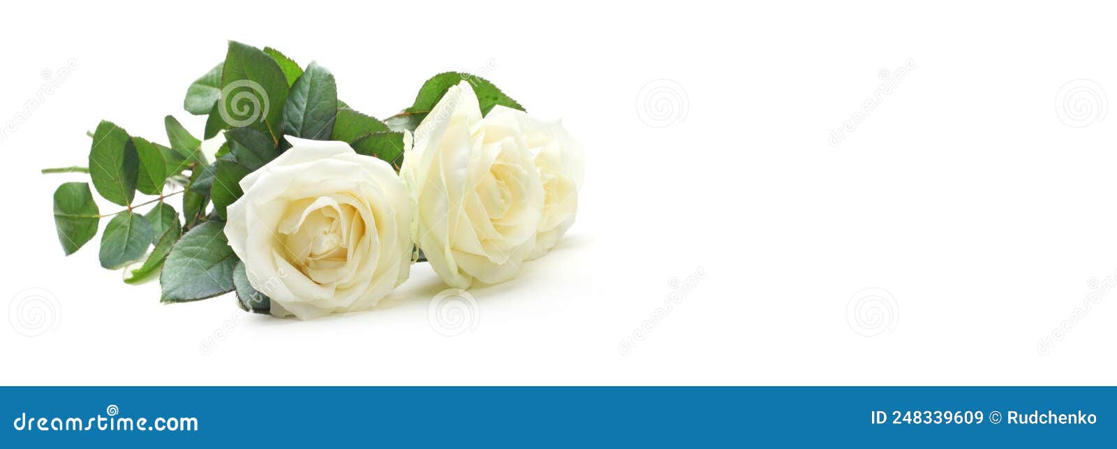Three White Roses Isolated on White Stock Image - Image of desktop ...