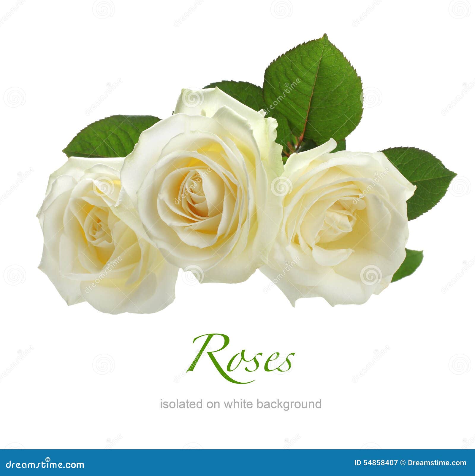 Three White Roses Isolated on White Stock Image - Image of bouquet ...