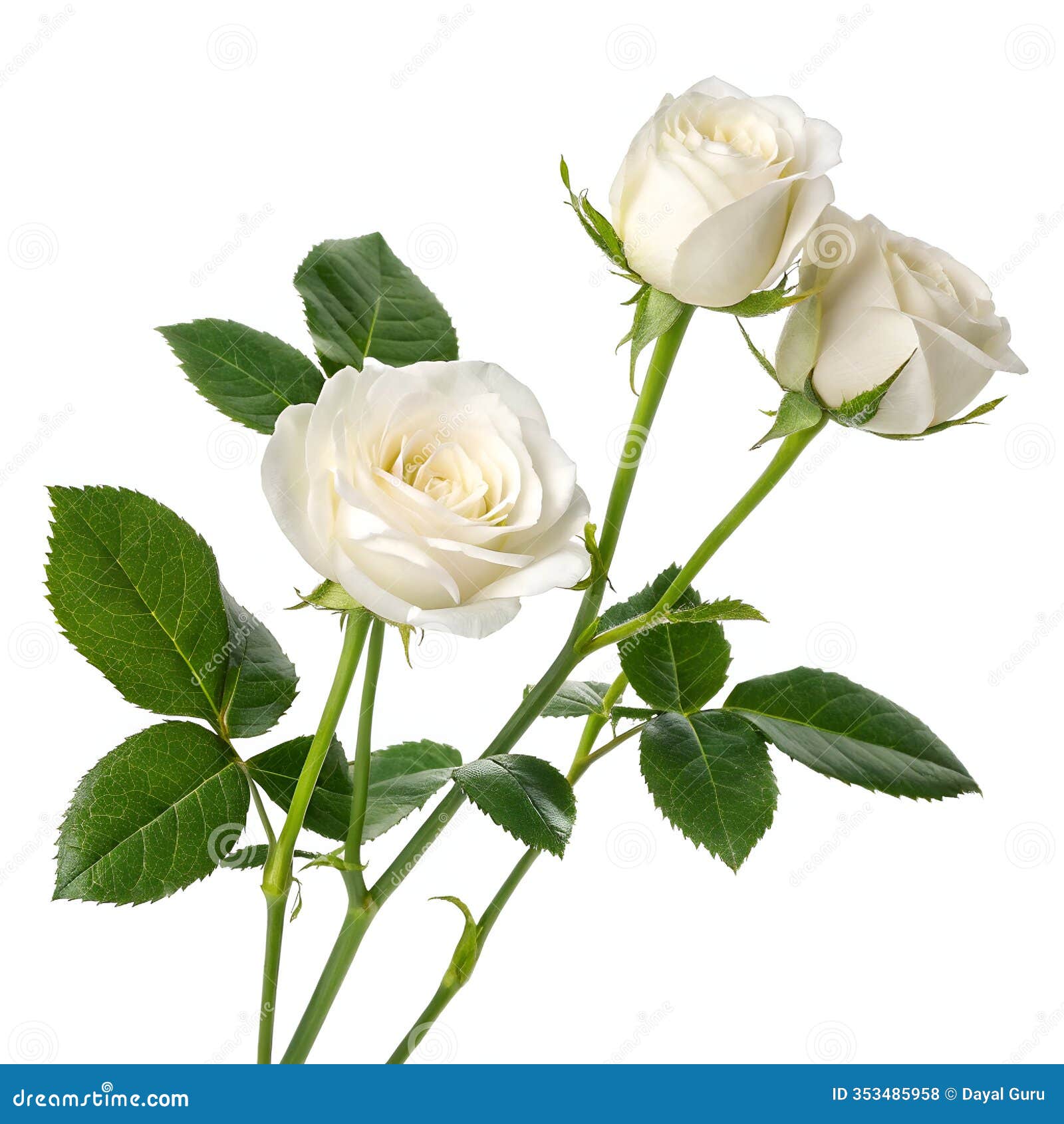 Three White Roses with Leaf Isolated on White Background Stock ...