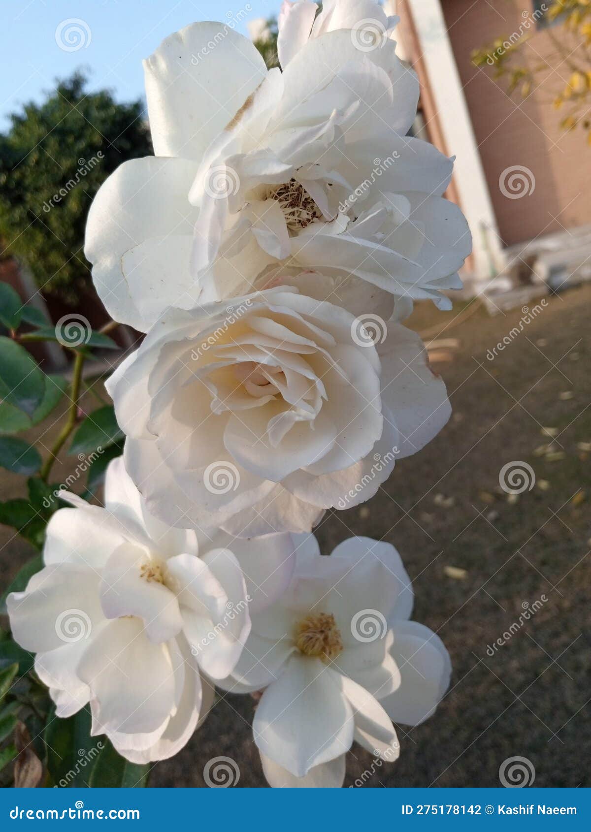 Three White roses in a row stock photo. Image of rose - 275178142