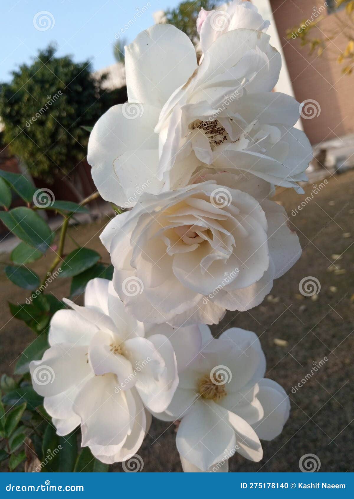 Three White roses in a row stock photo. Image of garden - 275178140