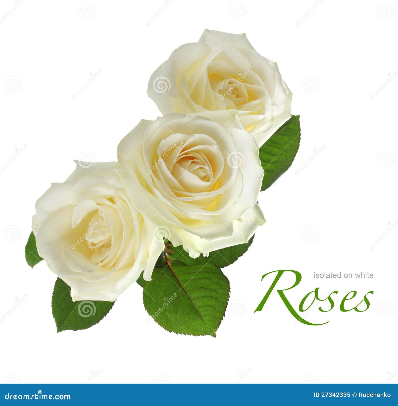 Three white roses on white stock image. Image of rose - 27342335